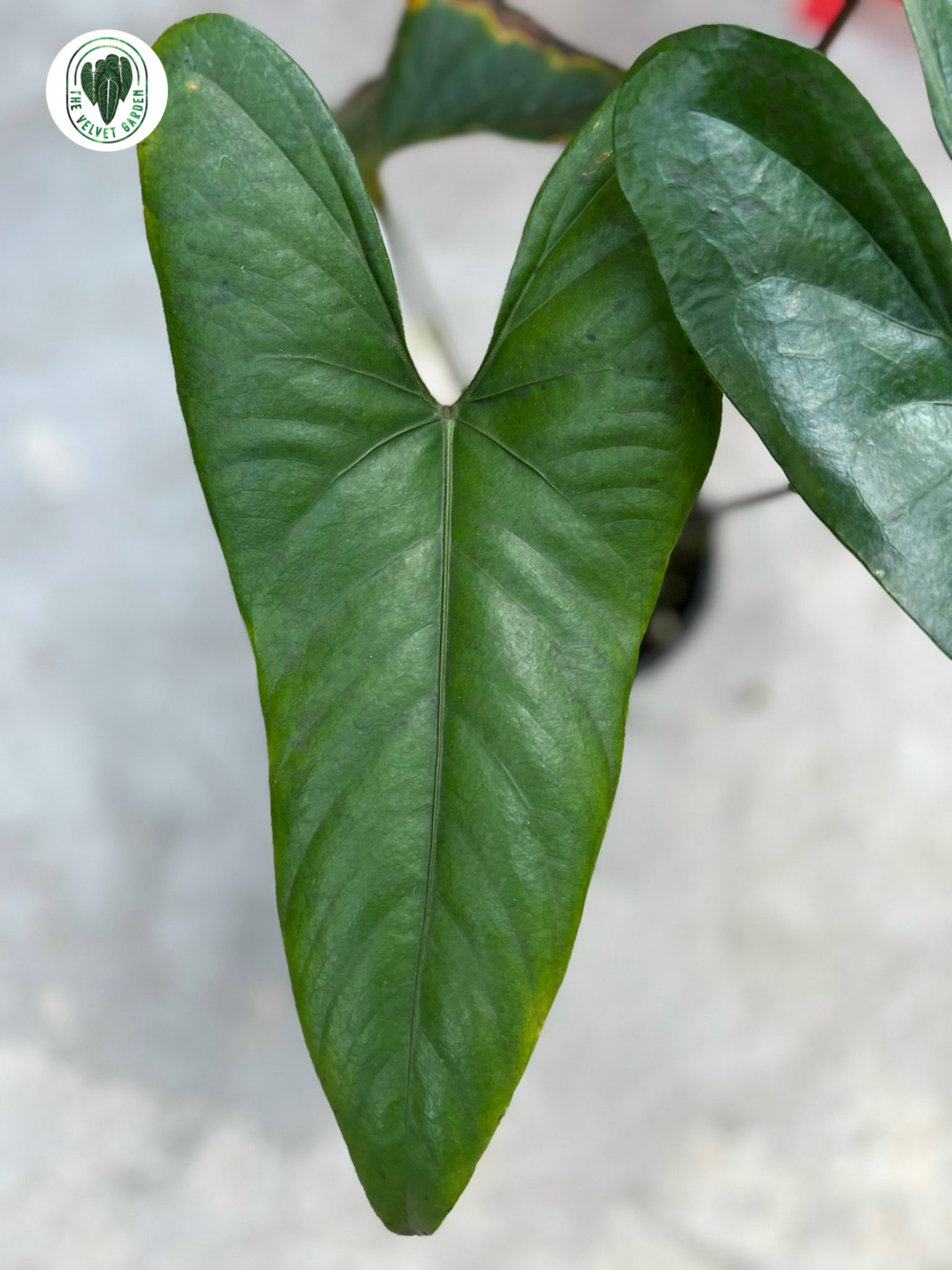 Anthurium Sp Napo – TheVelvetGarden