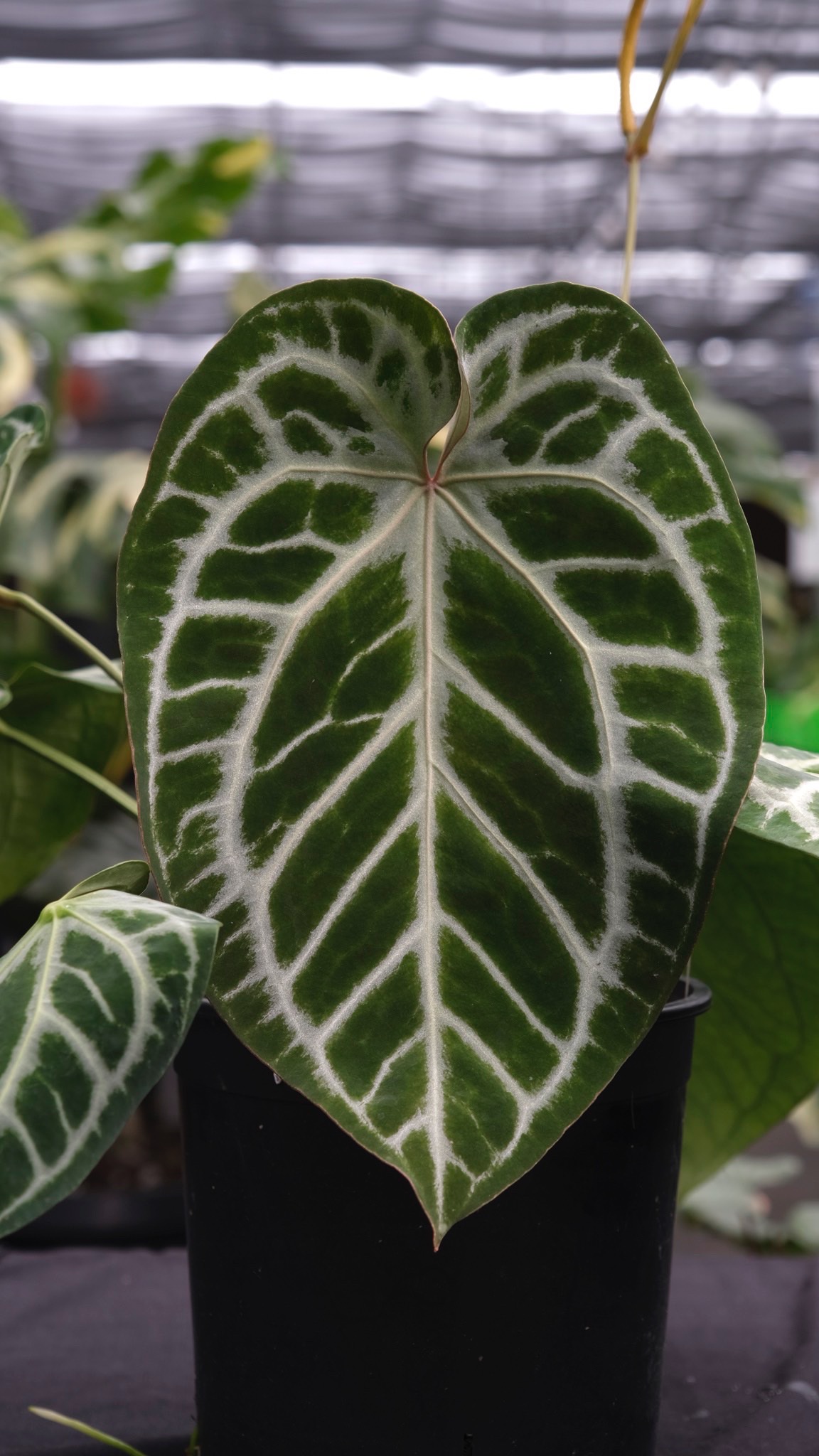 Anthurium Crystallinum Hope x Red Crystallinum Doc Block F2 ...