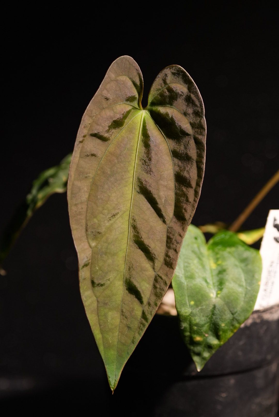 Anthurium Papillilaminum Guna Yala x 'Ree Gardens' – TheVelvetGarden