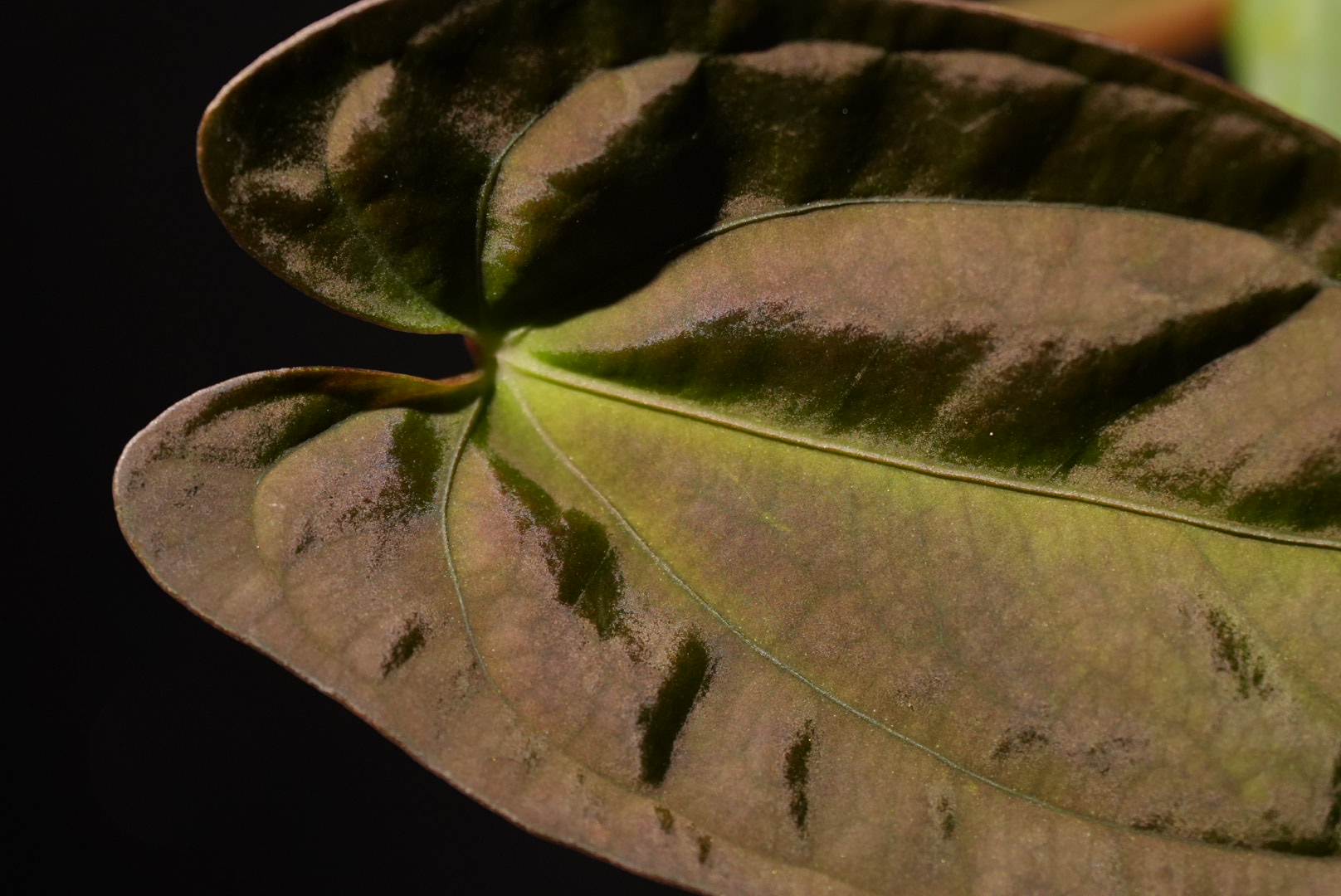 Anthurium Papillilaminum Guna Yala x 'Ree Gardens' – TheVelvetGarden
