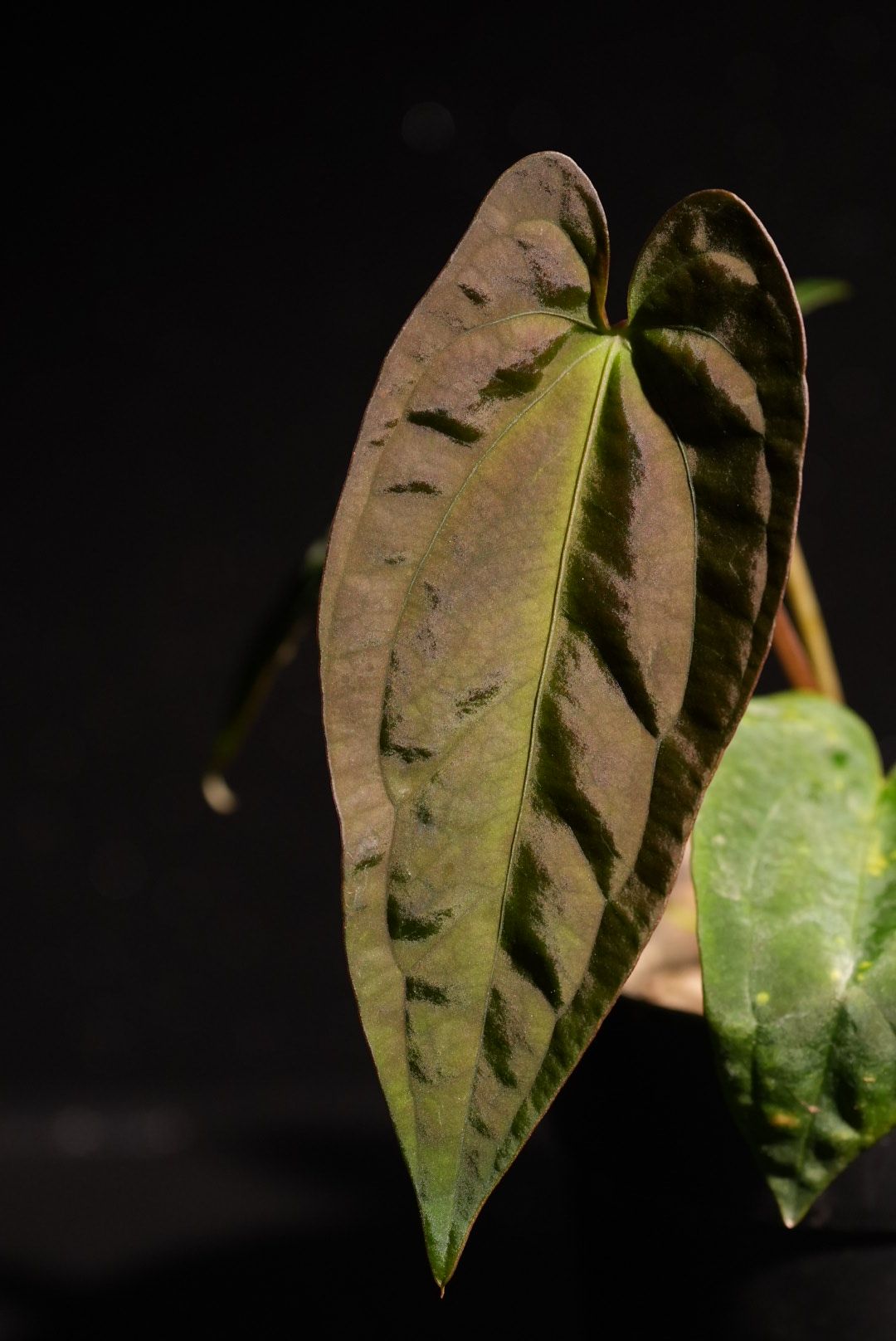 Anthurium Papillilaminum Guna Yala x 'Ree Gardens' – TheVelvetGarden