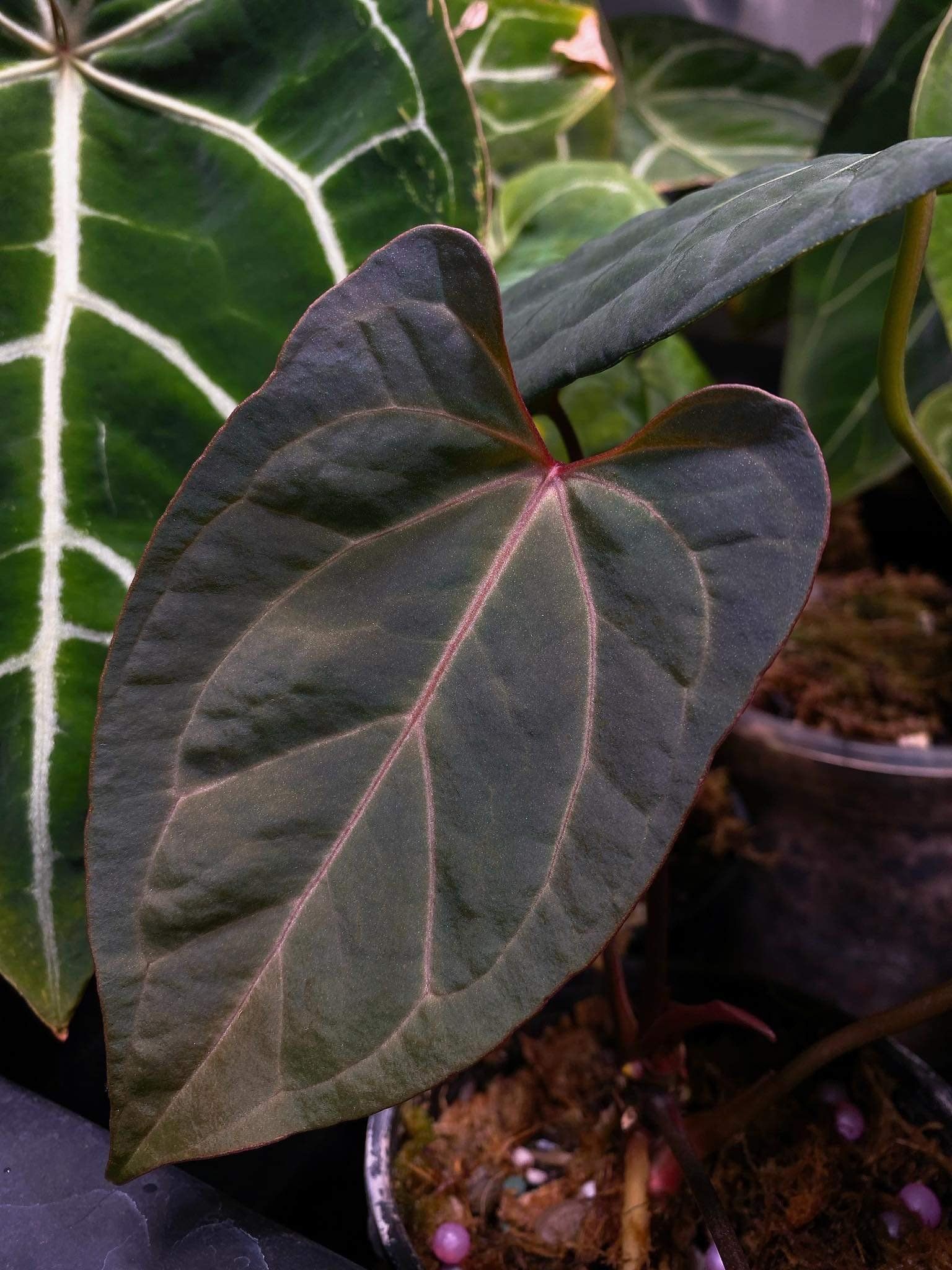 Anthurium Papillilaminum Red Stem Indo x Bessea Aff – TheVelvetGarden