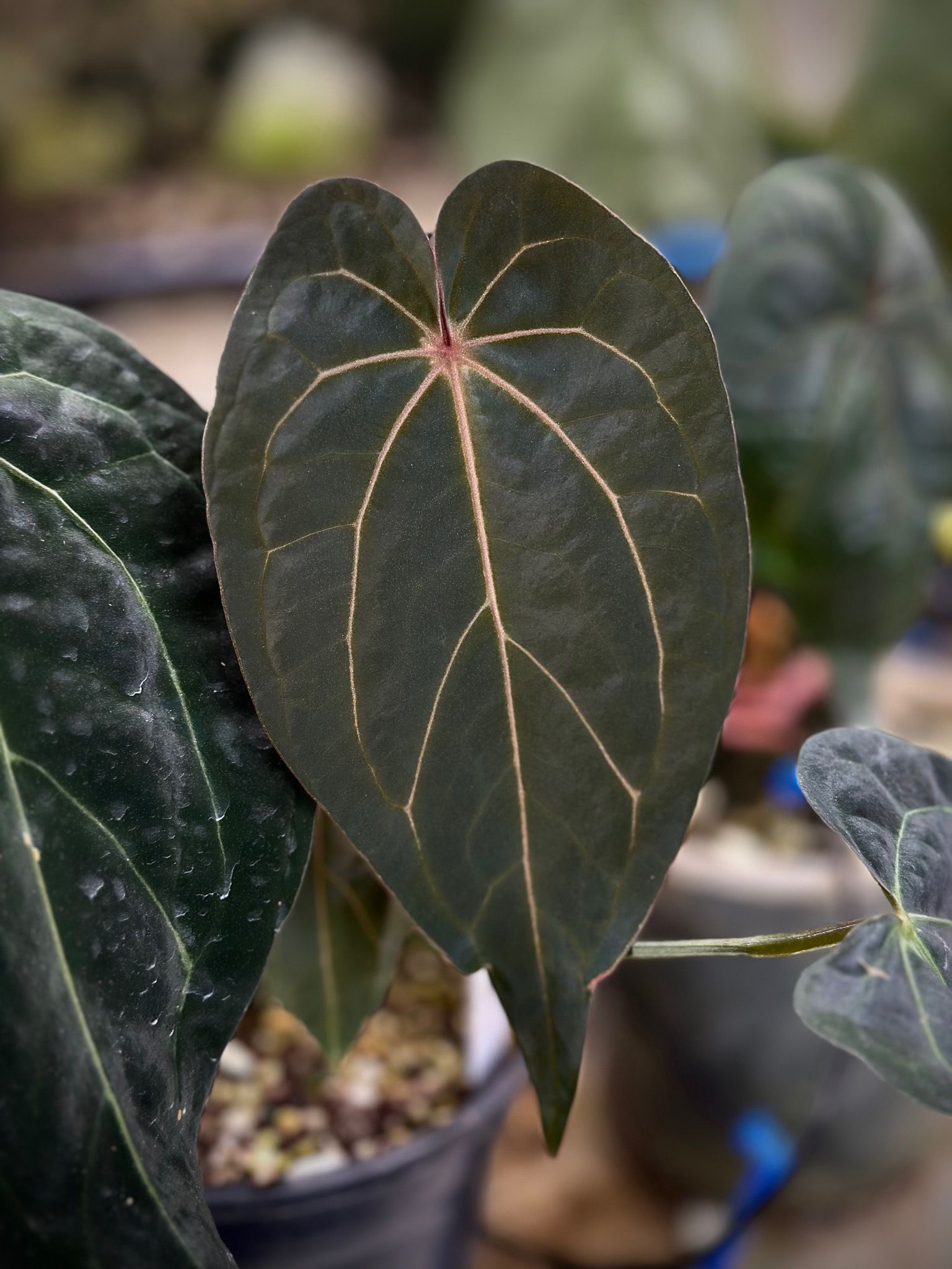 Anthurium Ace Of Spades