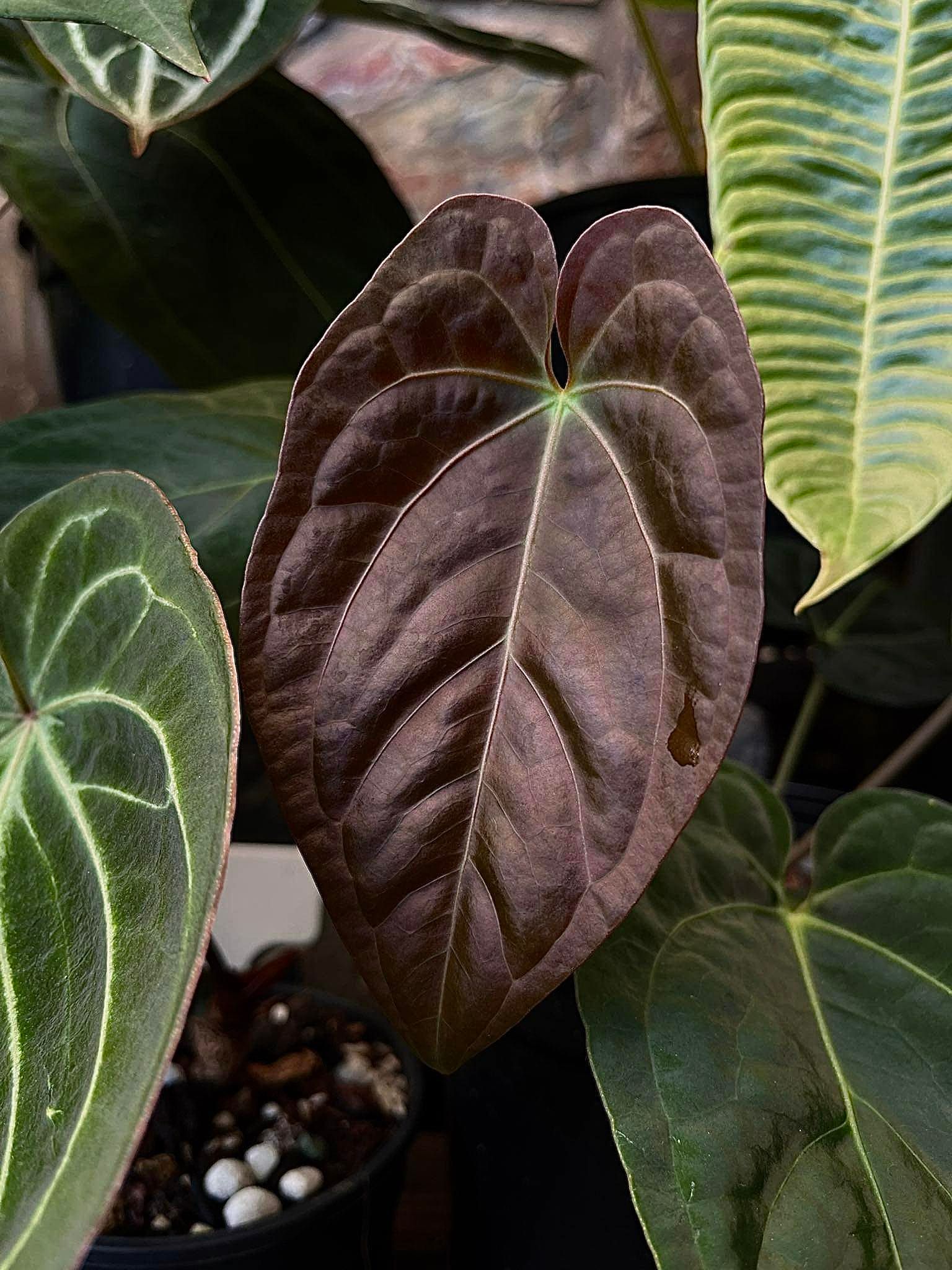 Anthurium Red Crystallinum Doc Block F2 x Long Pap Bullate from Scott ...