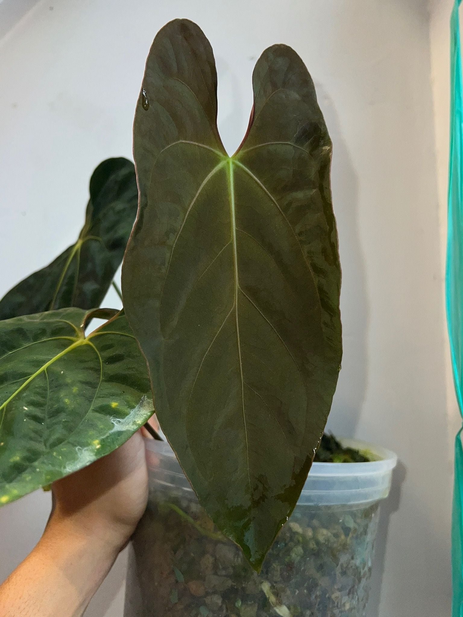 Anthurium Long Pap Bullate from Scott – TheVelvetGarden