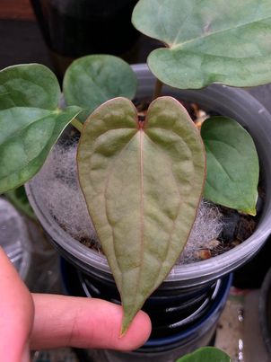 Anthurium Red Crystallinum Doc Block F2 x Luxurians – TheVelvetGarden