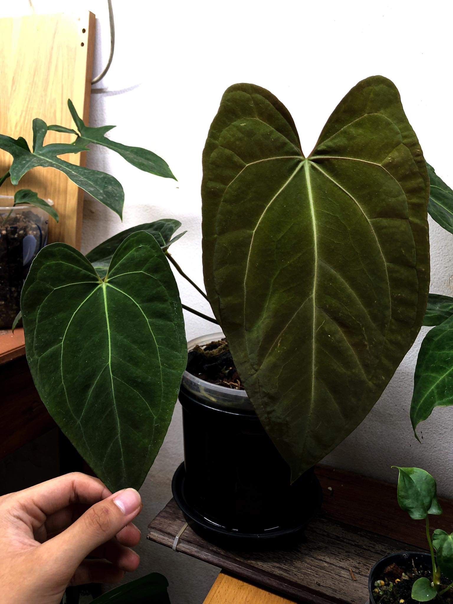 Anthurium Red Crystallinum Doc Block F2 x Long Pap Bullate from Scott ...