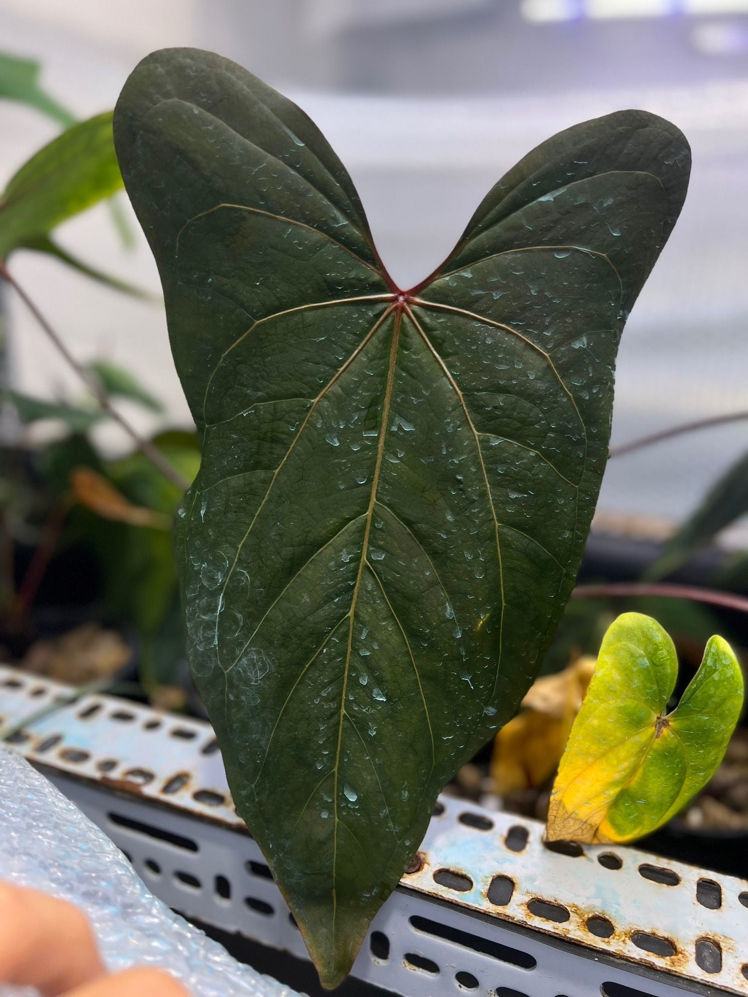 Anthurium Papillilaminum Red Stem Indonesia – TheVelvetGarden