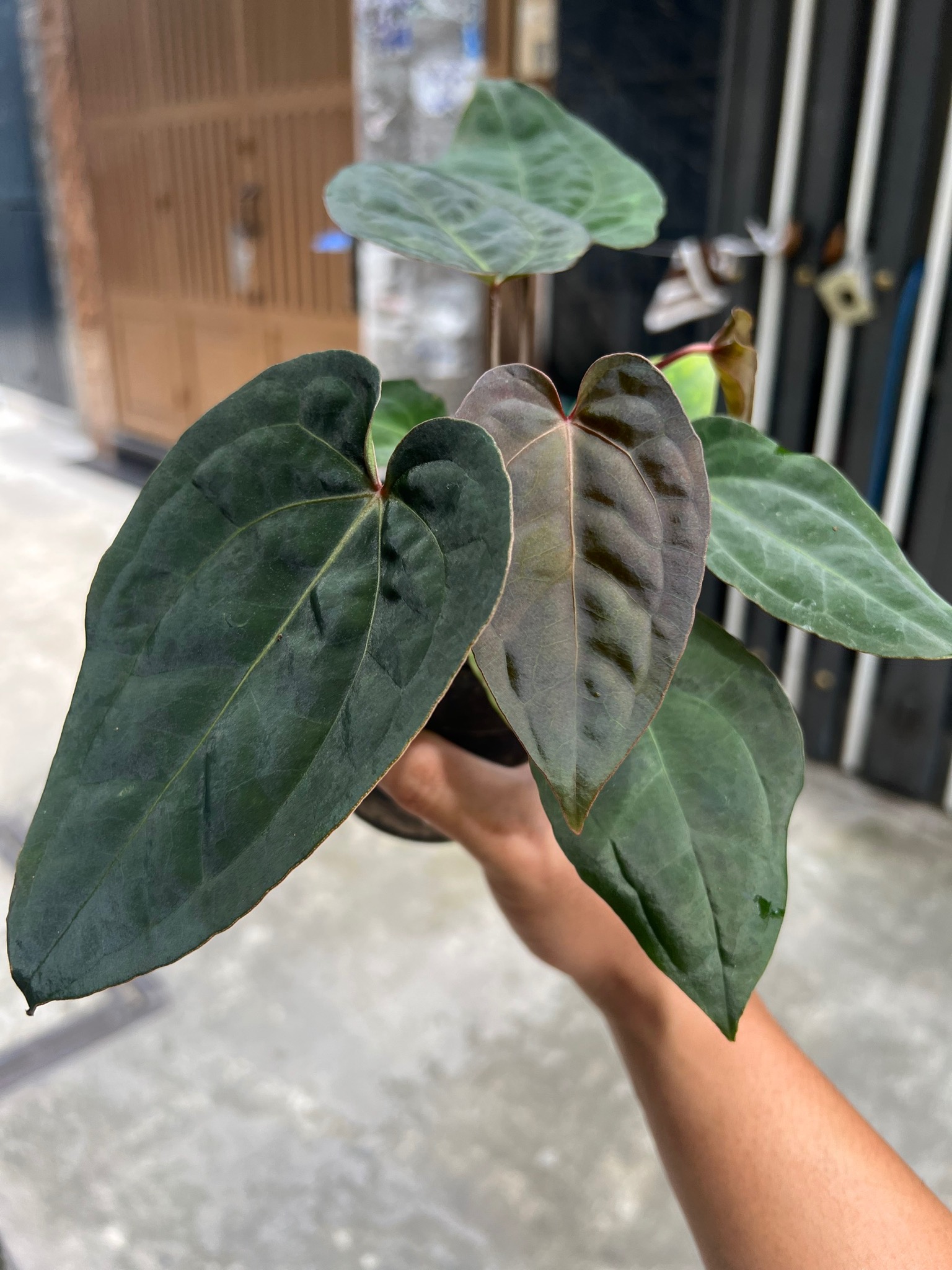 Anthurium Red Crystallinum Doc Block F2 x Long Pap Bullate from Scott ...