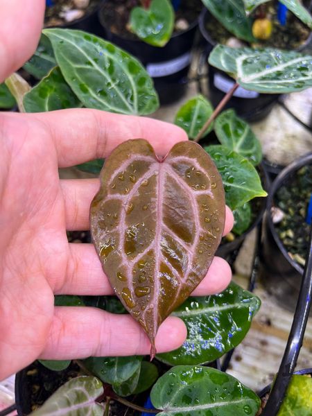 Red Crystallinum Doc Block F2 x Red Crystallinum F3 (Zara x Michelle ...