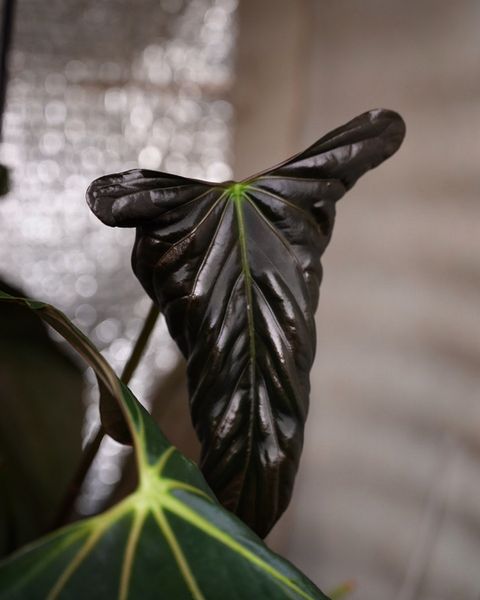 Anthurium Papillilaminum 'Ralph Lynam' x self – TheVelvetGarden