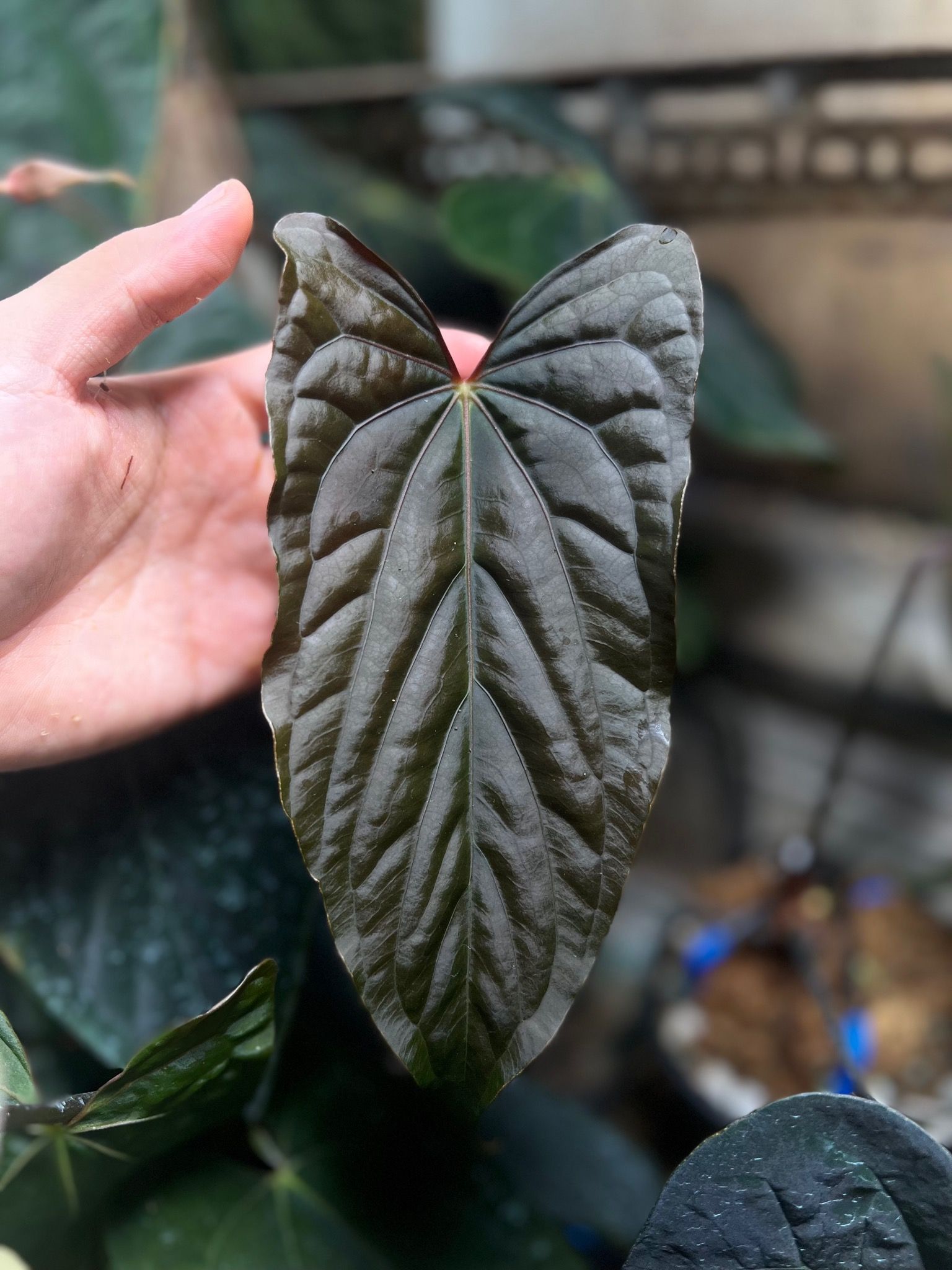Anthurium Papillilaminum 'Ralph Lynam' x self – TheVelvetGarden