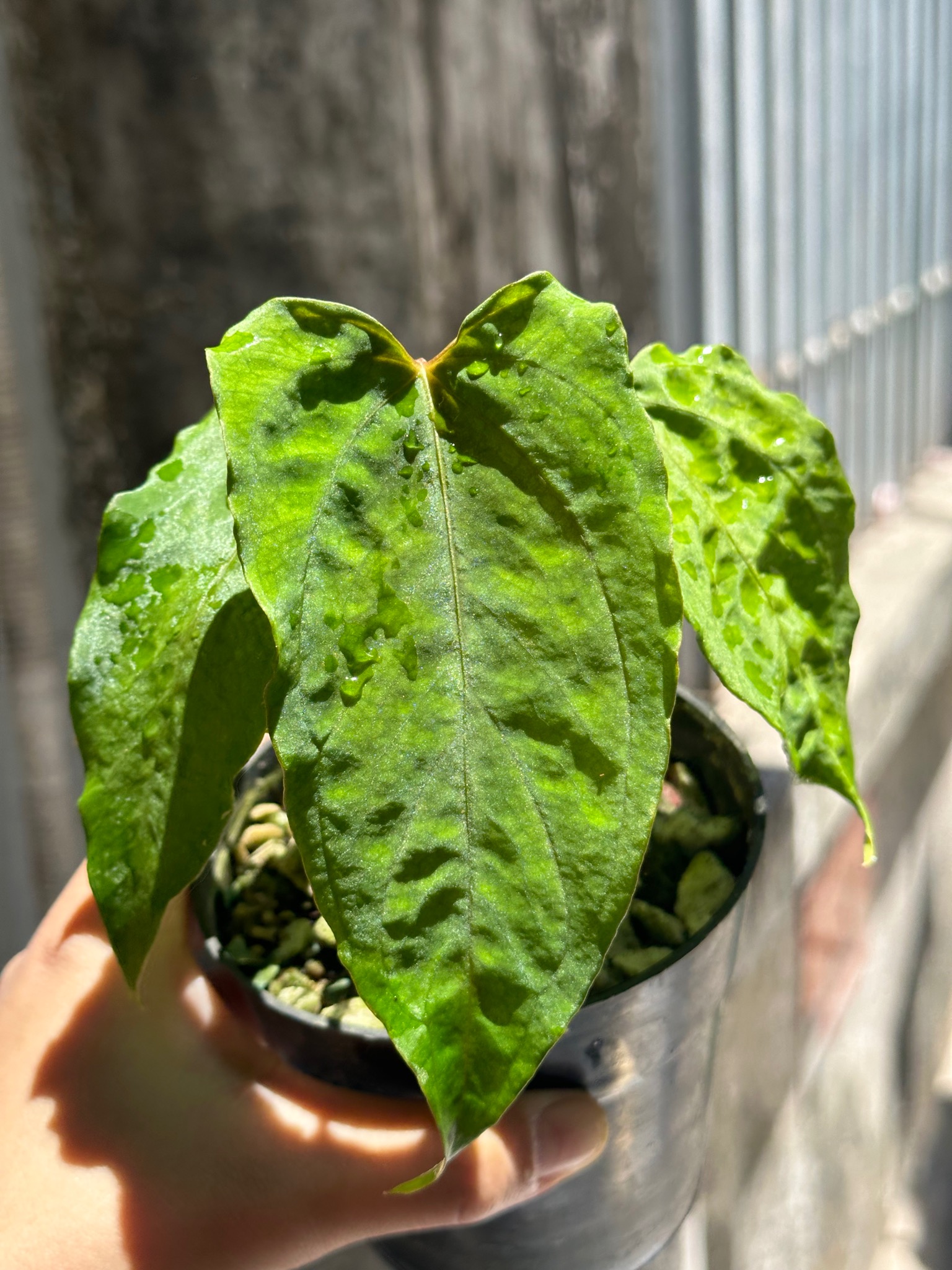 Anthurium Papillilaminum 'Ree Gardens' x (Fort Sherman x Ralph Lynam ...