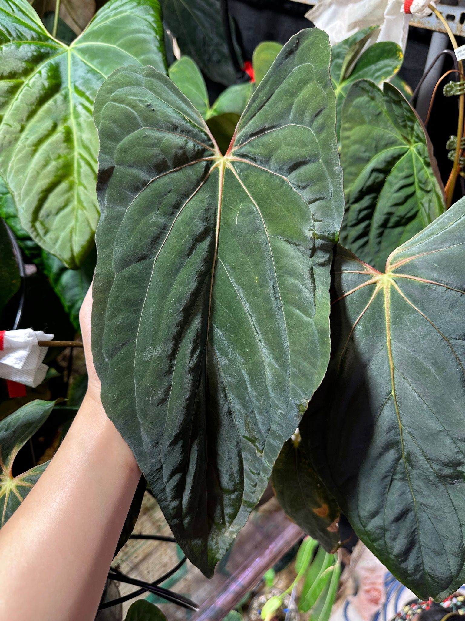 Anthurium Papillilaminum 'Ralph Lynam' x self – TheVelvetGarden