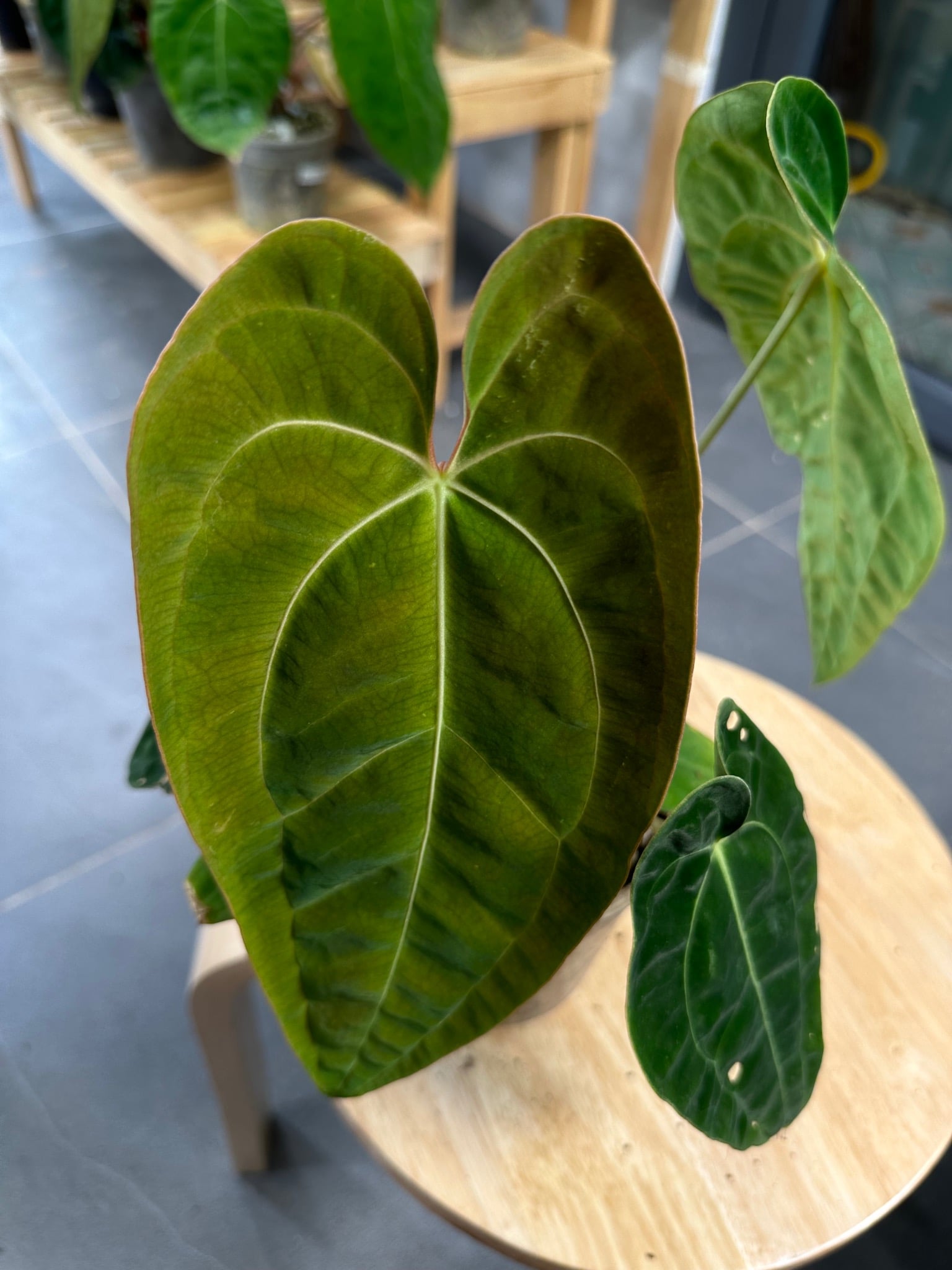 Anthuirum Bessea Aff x Papillilaminum Long Bullate of Scott Cohen ...