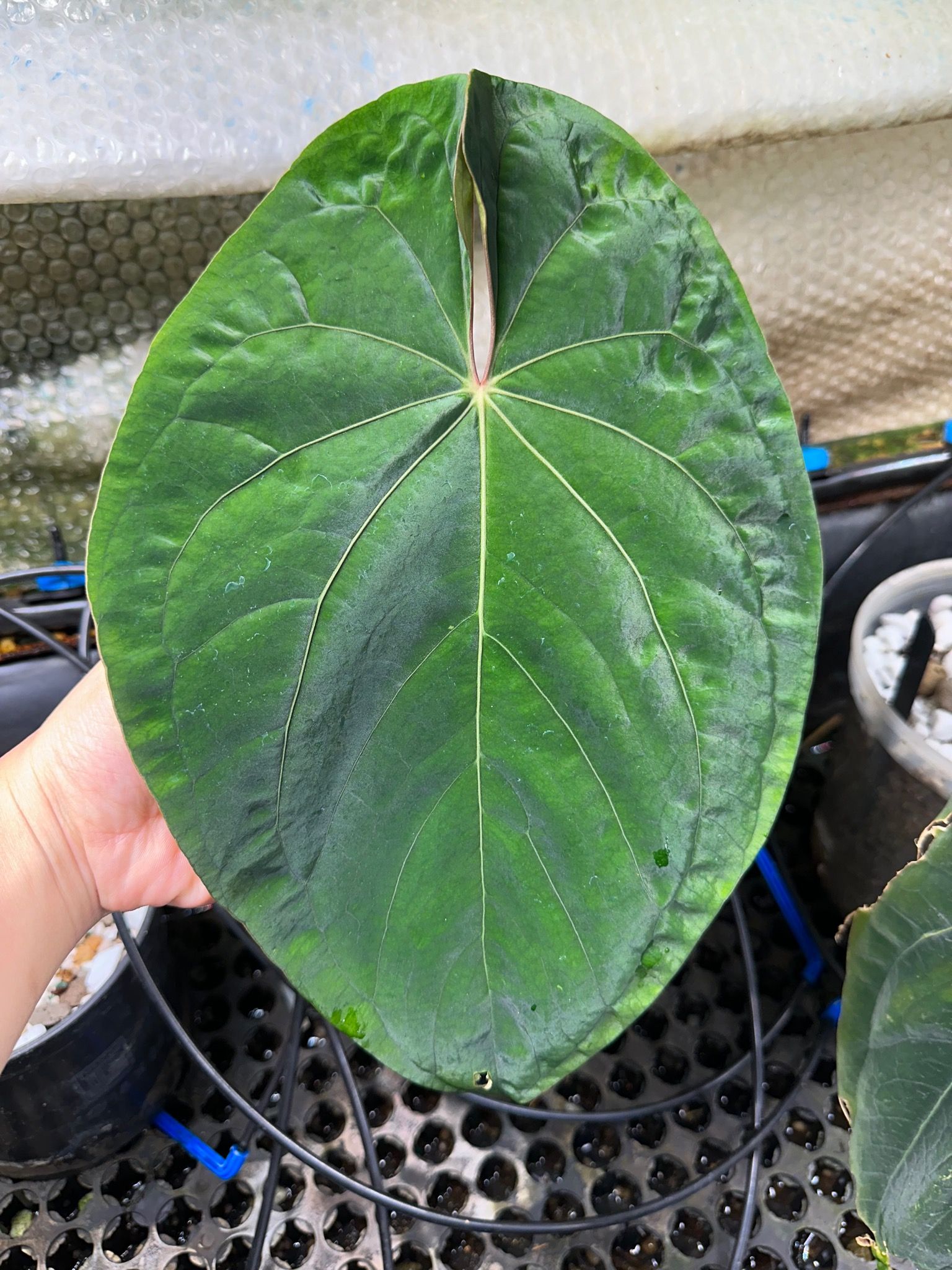 Anthurium AOS x Papillilaminum – TheVelvetGarden