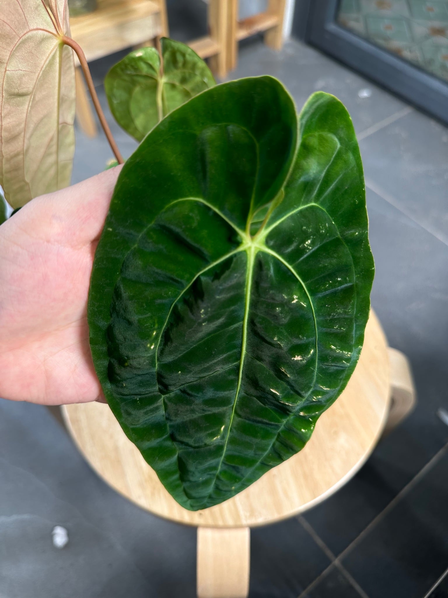 Anthuirum Bessea Aff x Papillilaminum Long Bullate of Scott Cohen ...