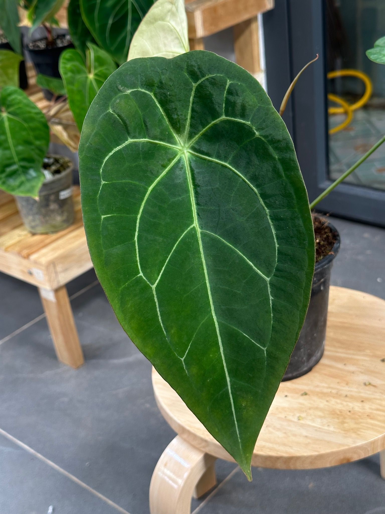 Anthurium Papillilaminum x Forgetii – TheVelvetGarden