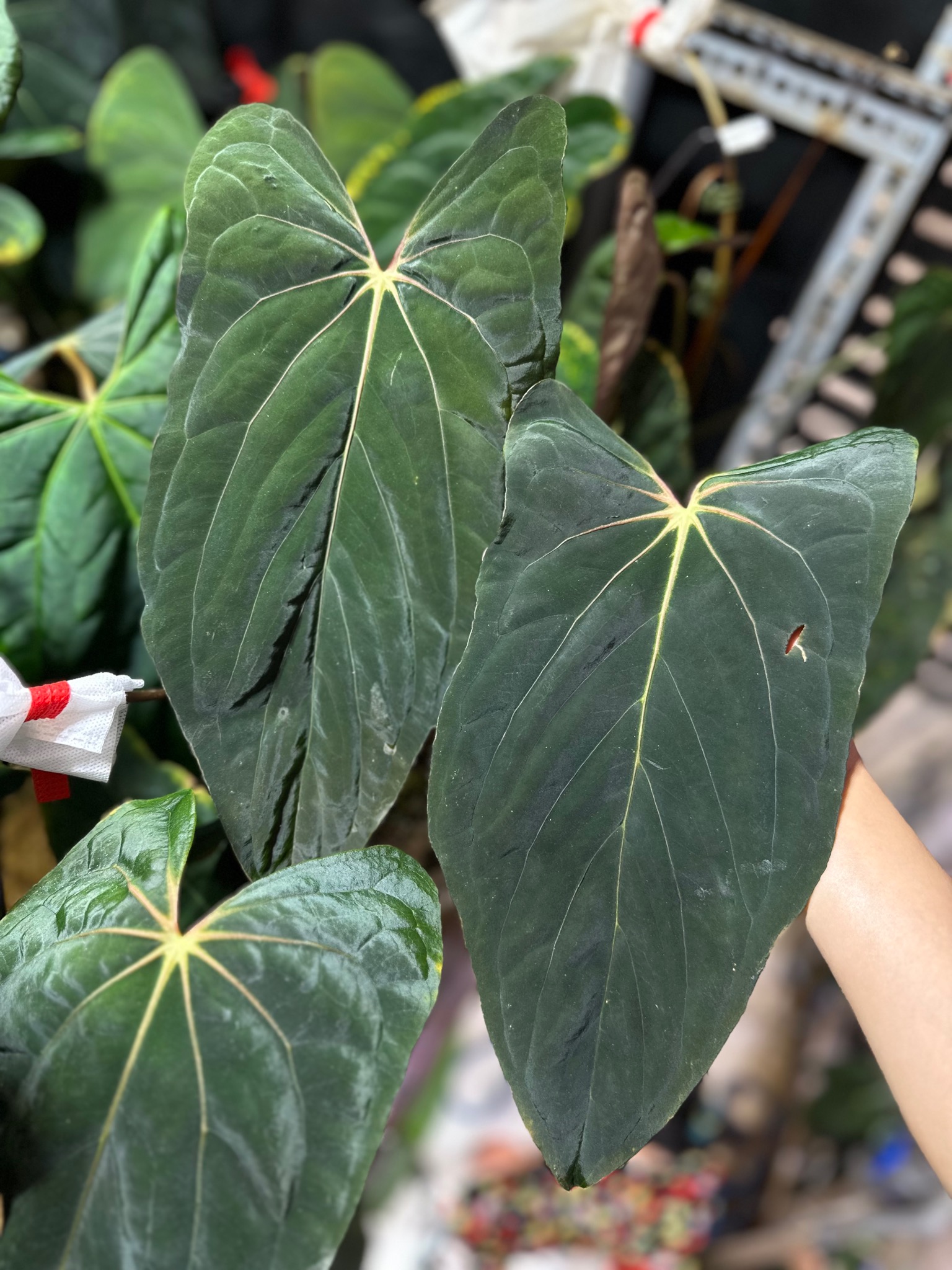 Anthurium Papillilaminum 'Ralph Lynam' x self – TheVelvetGarden