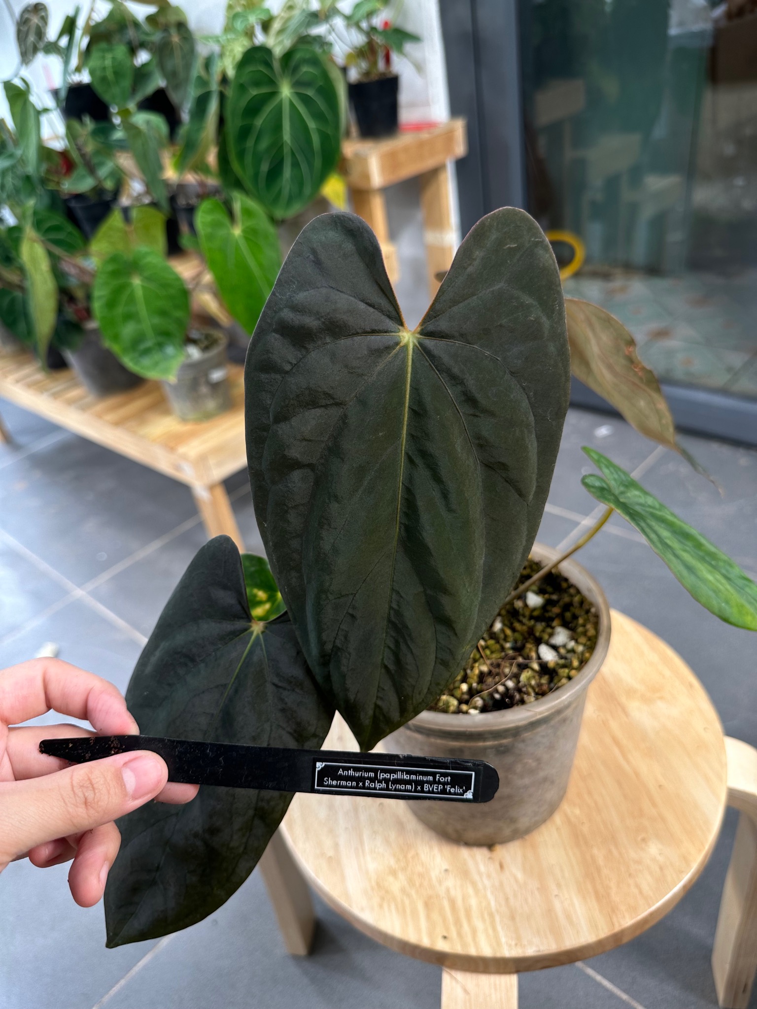 Anthurium (Papillilaminum Fort Sherman x Ralph Lynam) x BVEP 'Felix ...