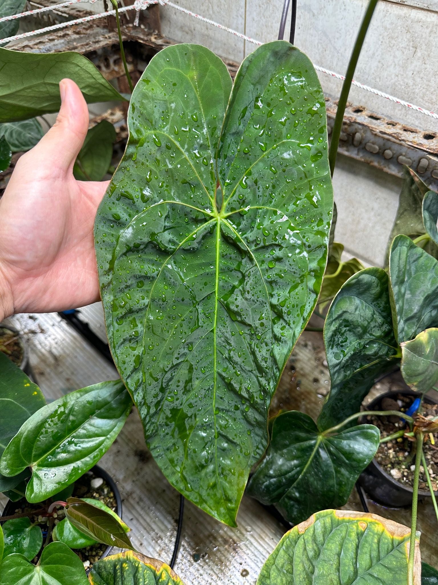 Anthurium Papillilaminum Lago Gatun x Green Genie – TheVelvetGarden