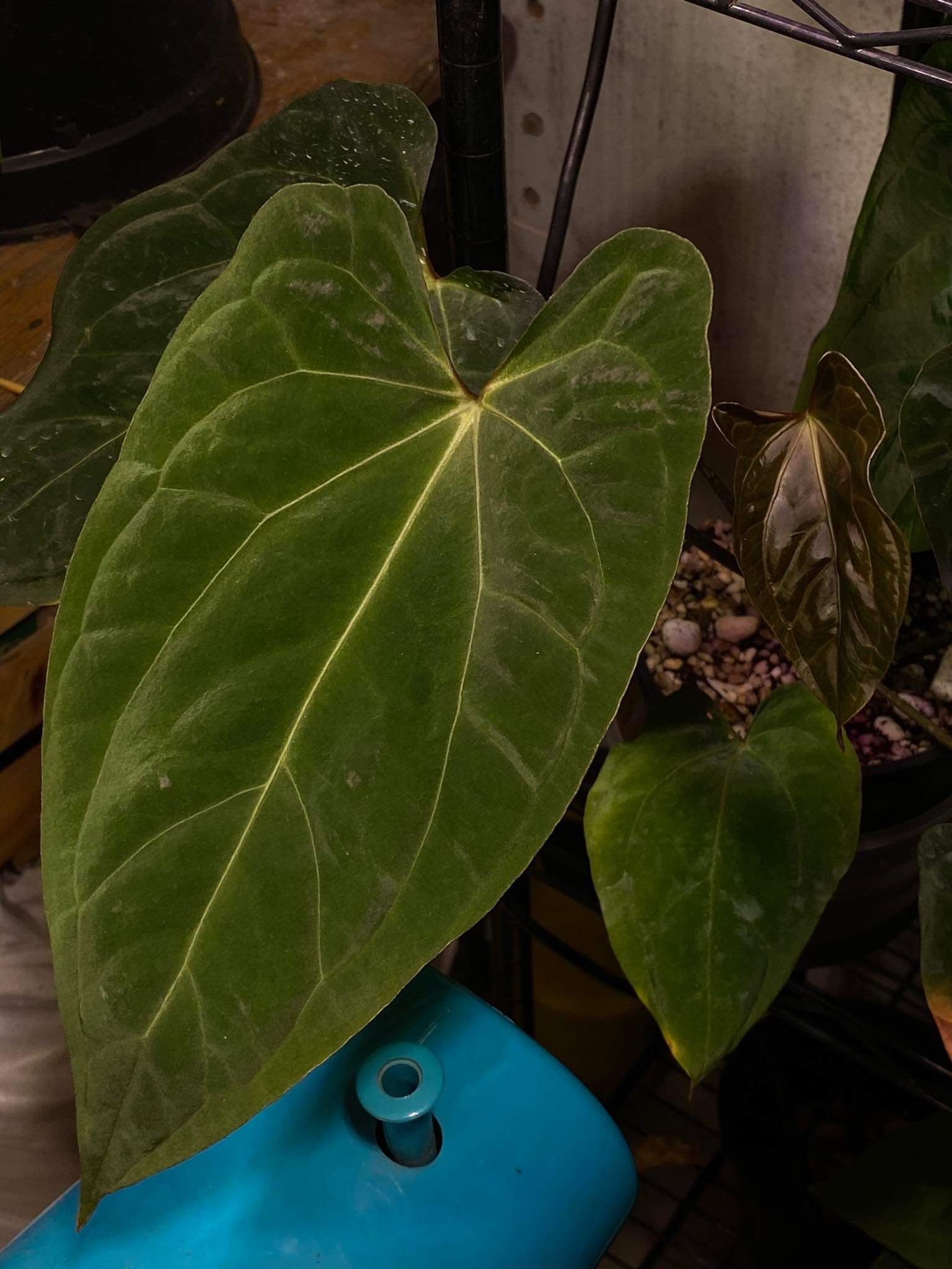 Anthurium Red Crystallinum Doc Block F2 x Long Pap Bullate from Scott ...