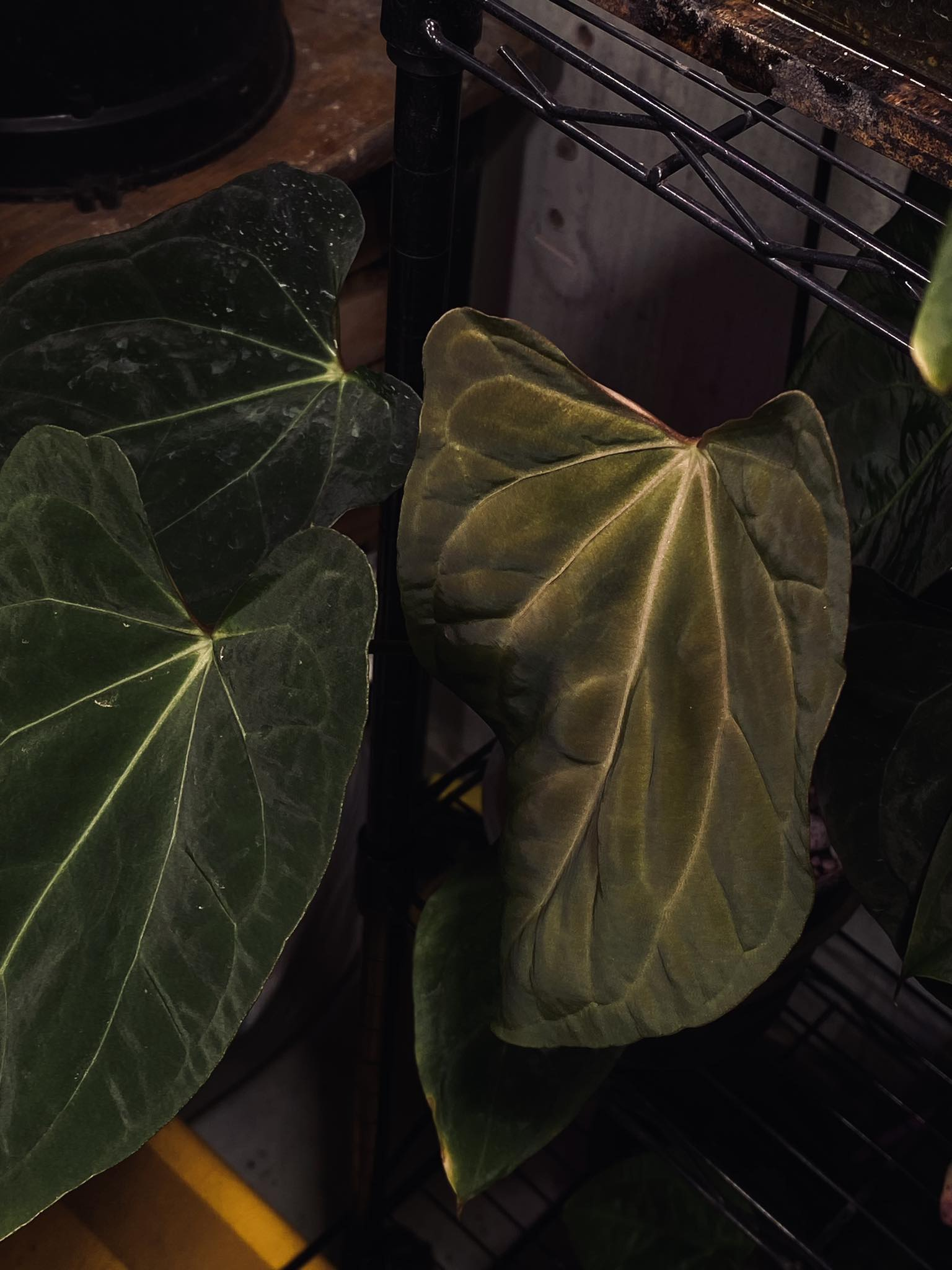 Anthurium Red Crystallinum Doc Block F2 x Long Pap Bullate from Scott ...