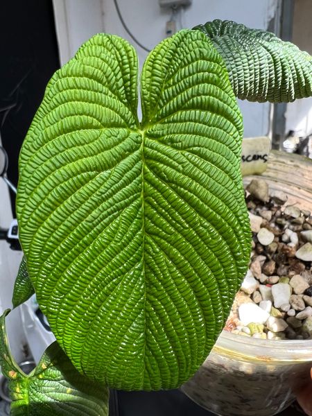 Anthurium Metallicum – TheVelvetGarden