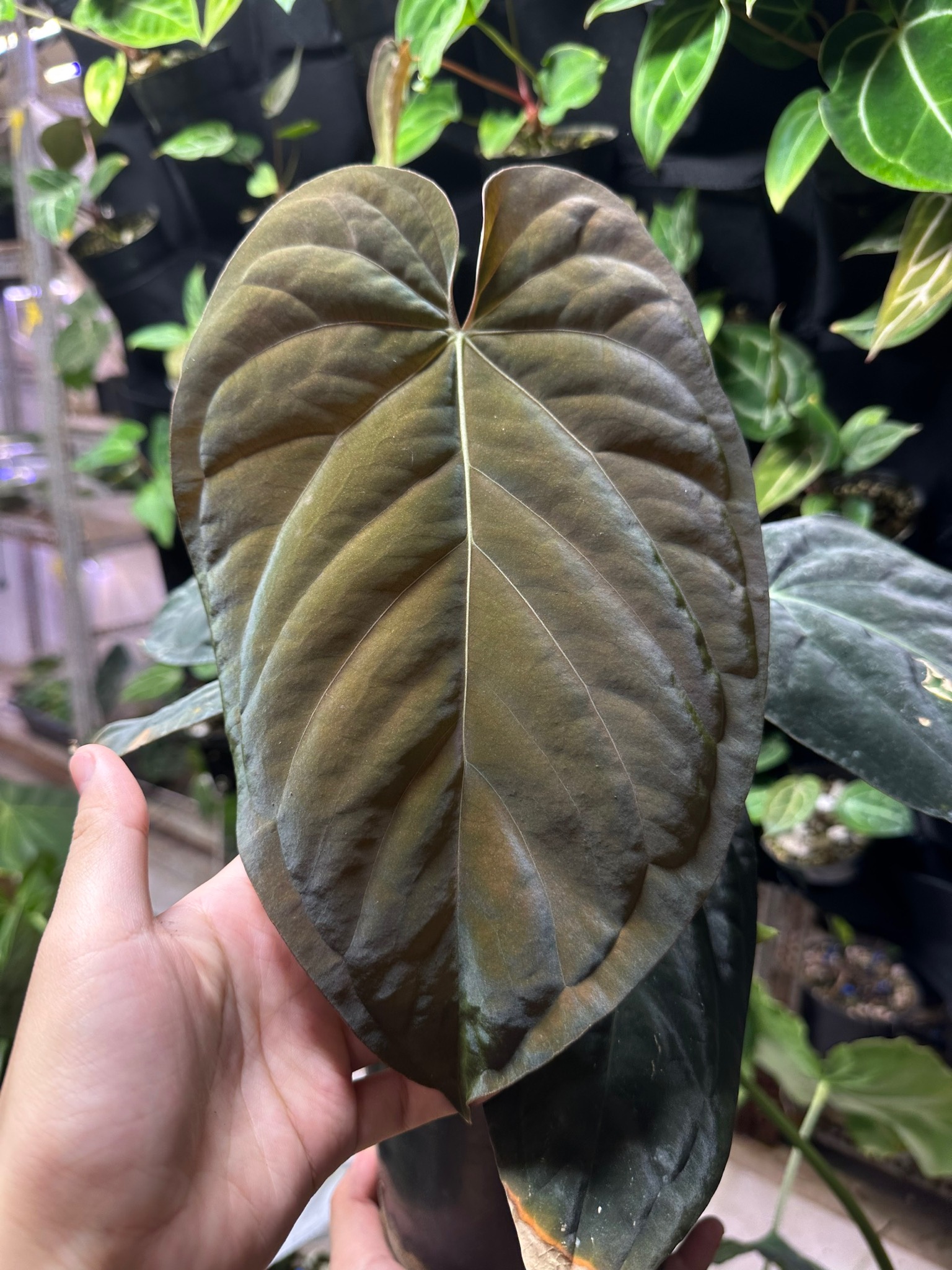 Anthurium Antolakii (BVEP) from Chloe Yang – TheVelvetGarden