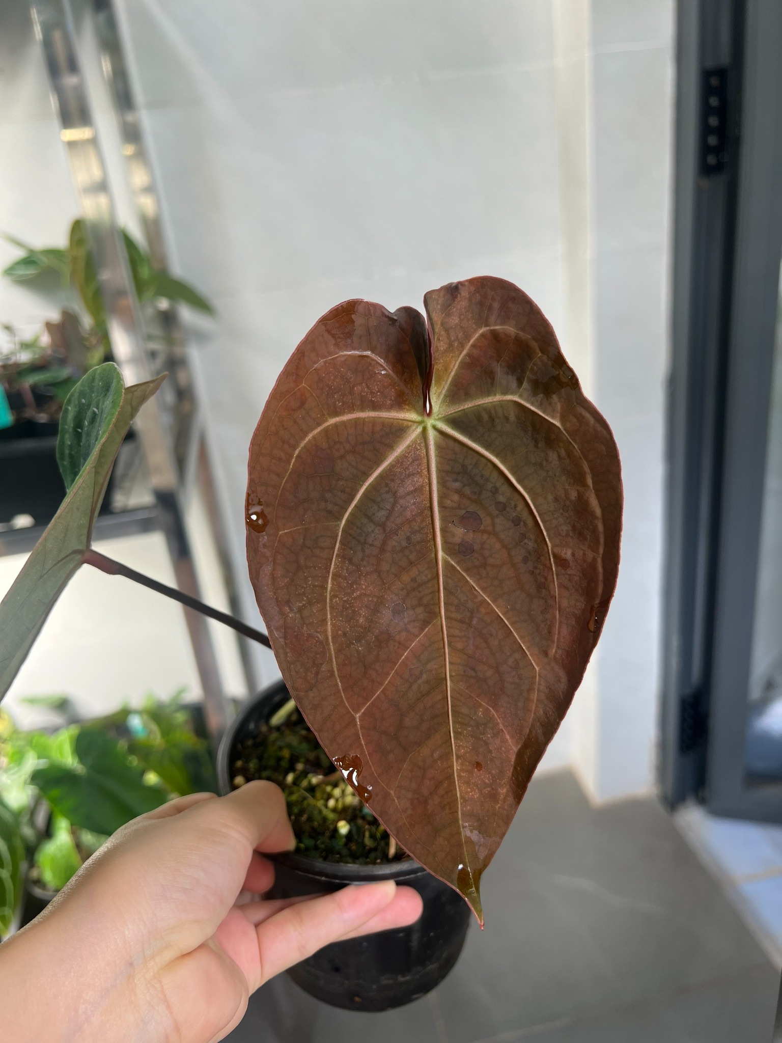 Anthurium Red Crystallinum Doc Block F2 x Anthurium Dressleri Indo ...