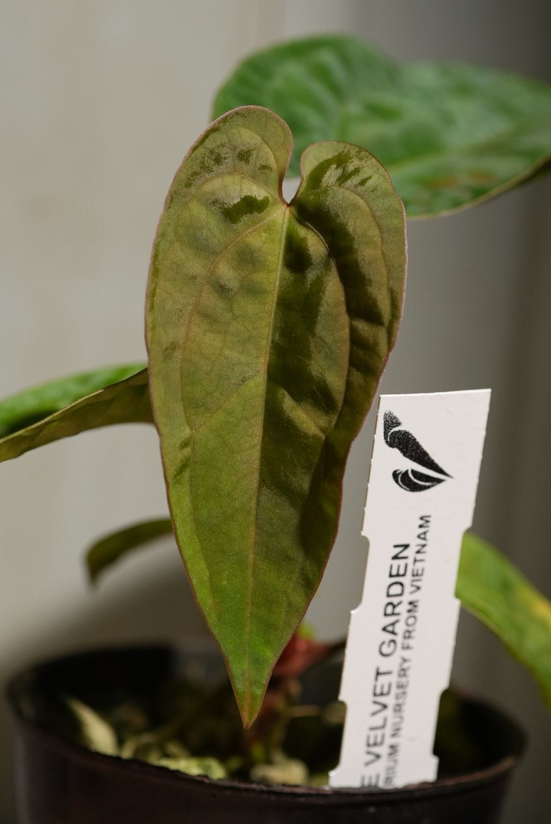 Anthurium Papillilaminum Guna Yala x (Long x Long Bullet Pap ...