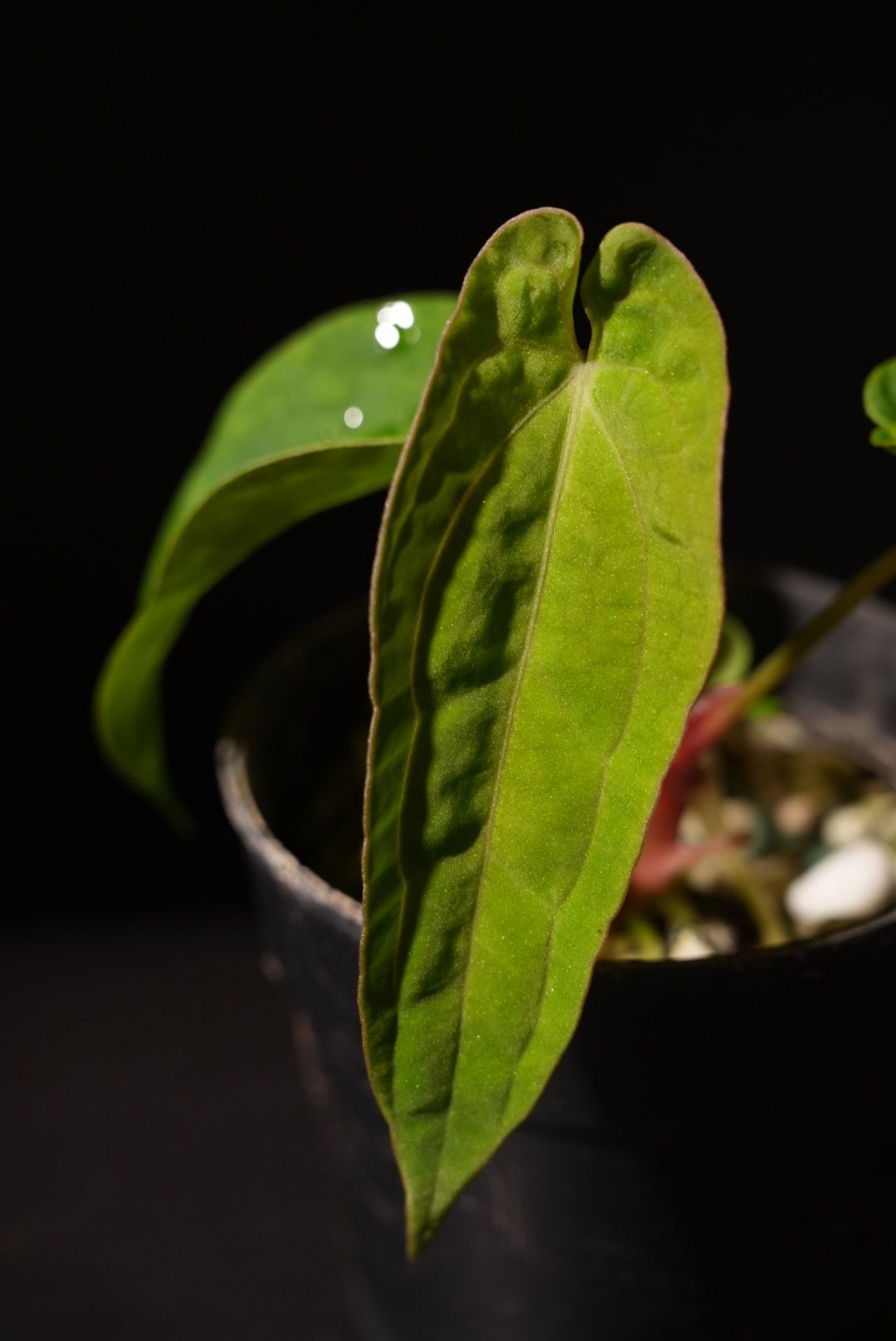 Anthurium Papillilaminum Guna Yala x (Long x Long Bullet Pap ...