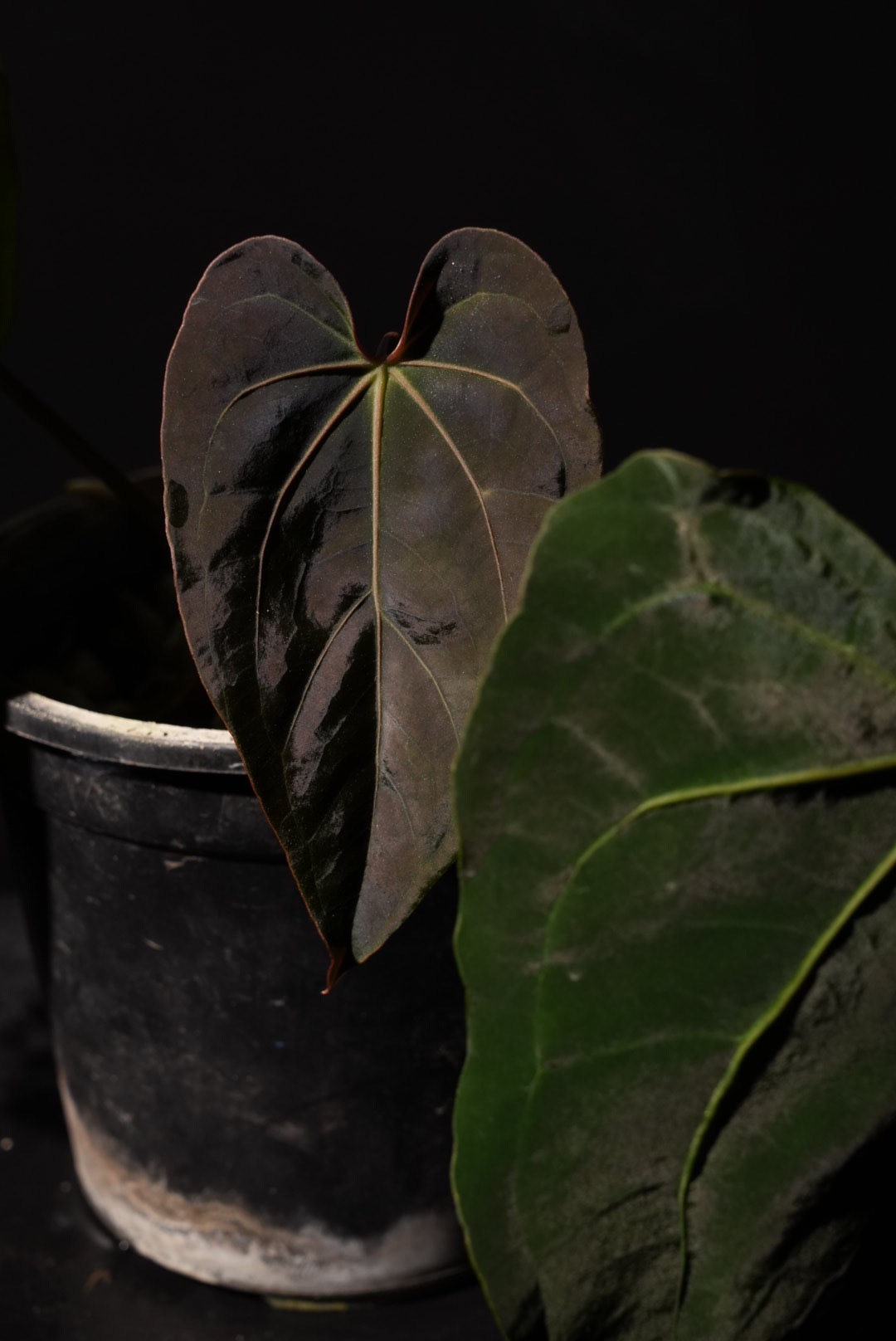 Anthurium Red Crystallinum Doc Block F2 x Long Pap Bullate from Scott ...