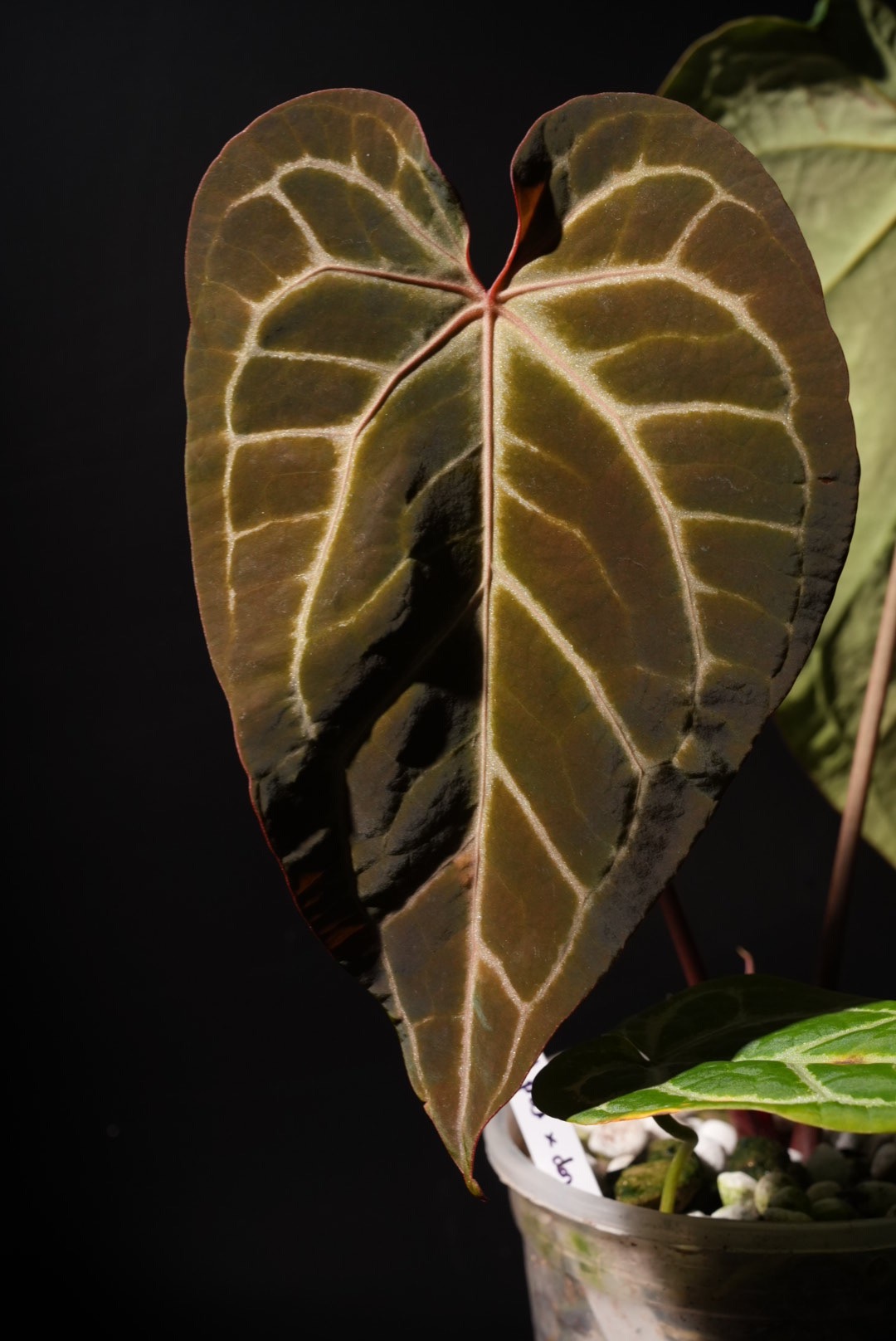 Anthurium Crystallinum Hope x Red Crystallinum Doc Block F2 ...