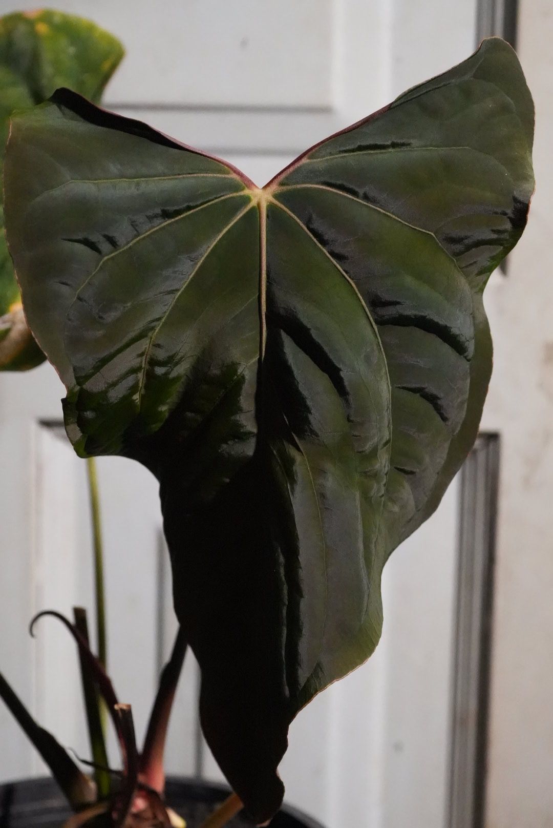 Anthurium Pap RL x self – TheVelvetGarden