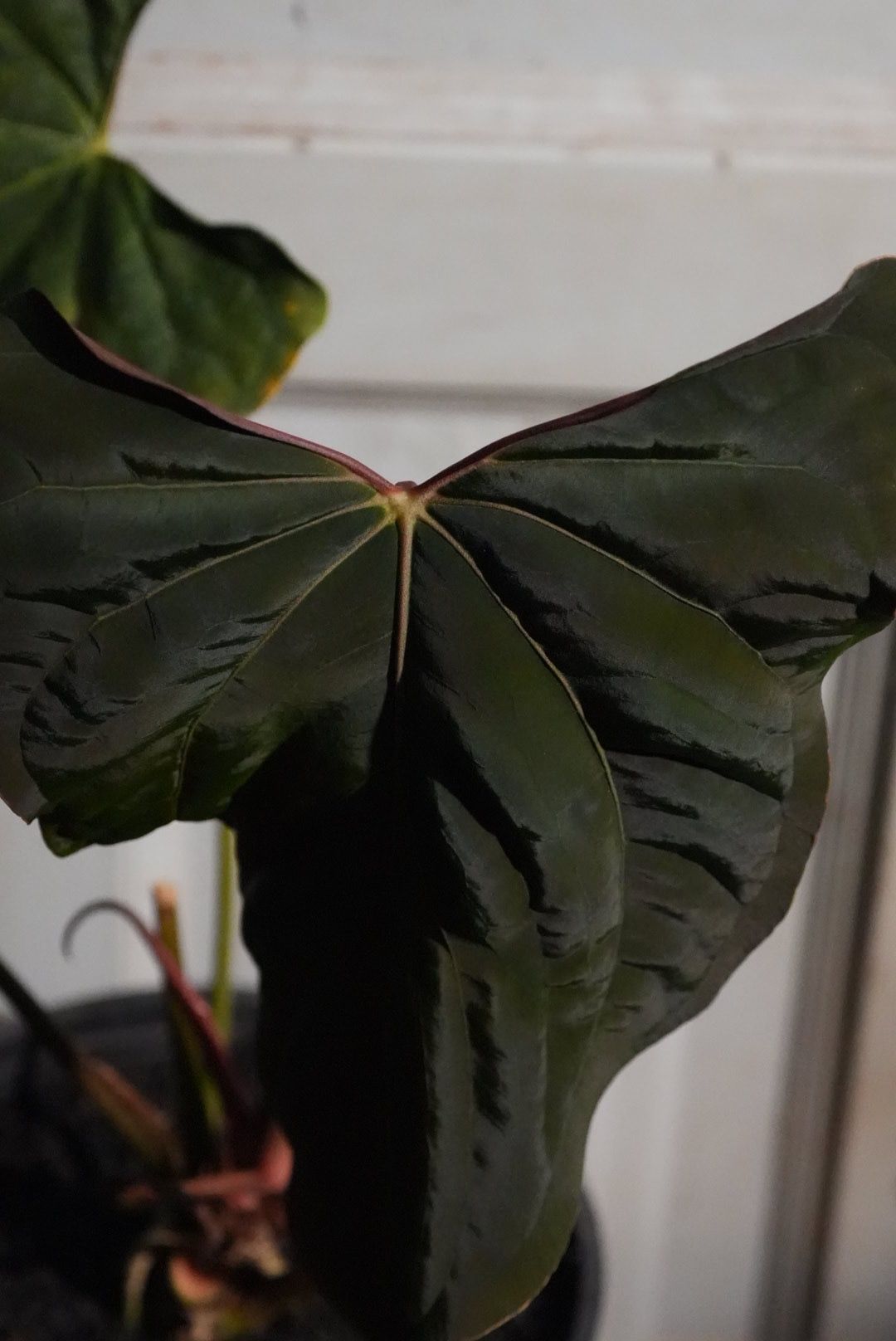 Anthurium Pap RL x self – TheVelvetGarden