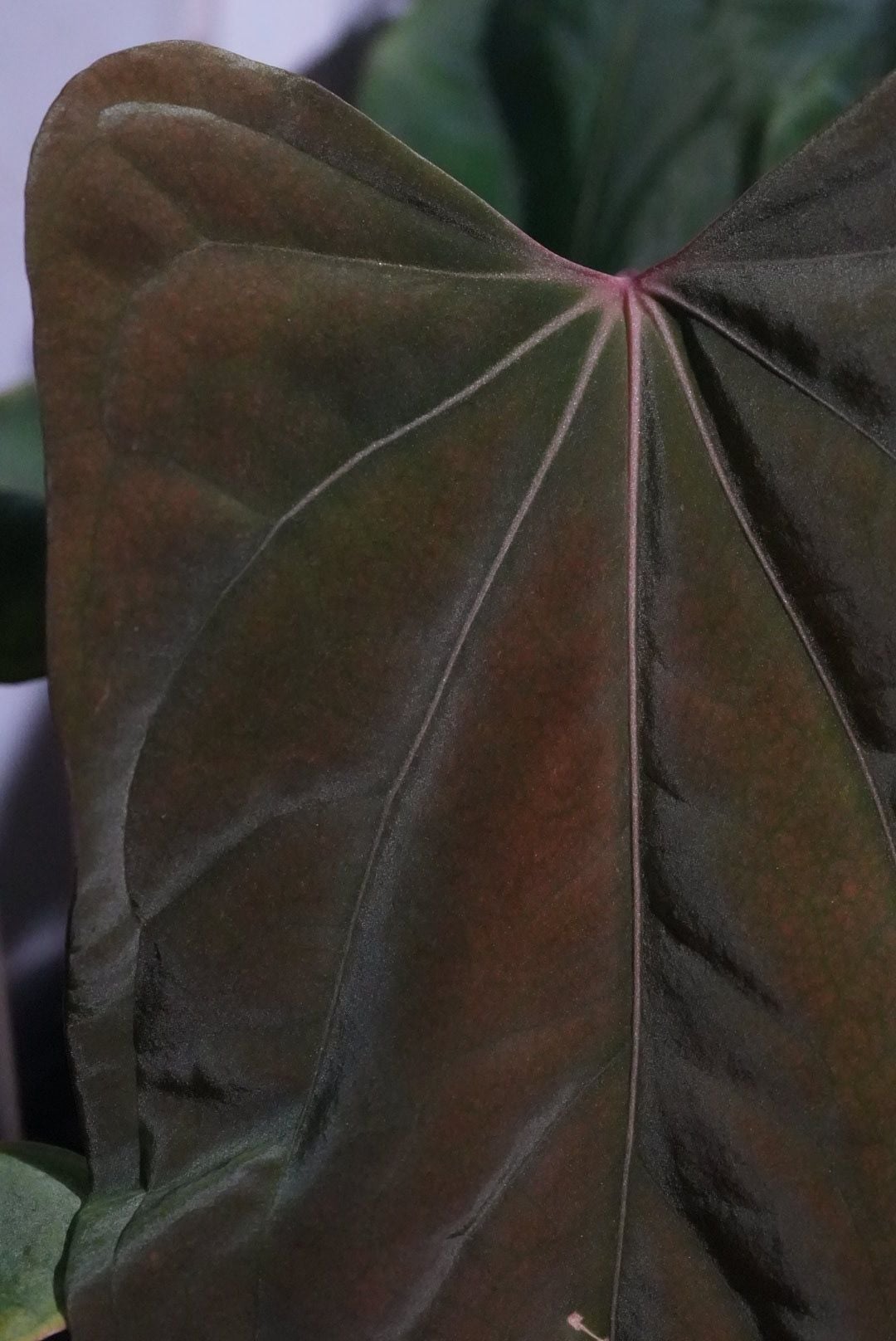 Anthurium Portillae x Antolakii (BVEP) – TheVelvetGarden