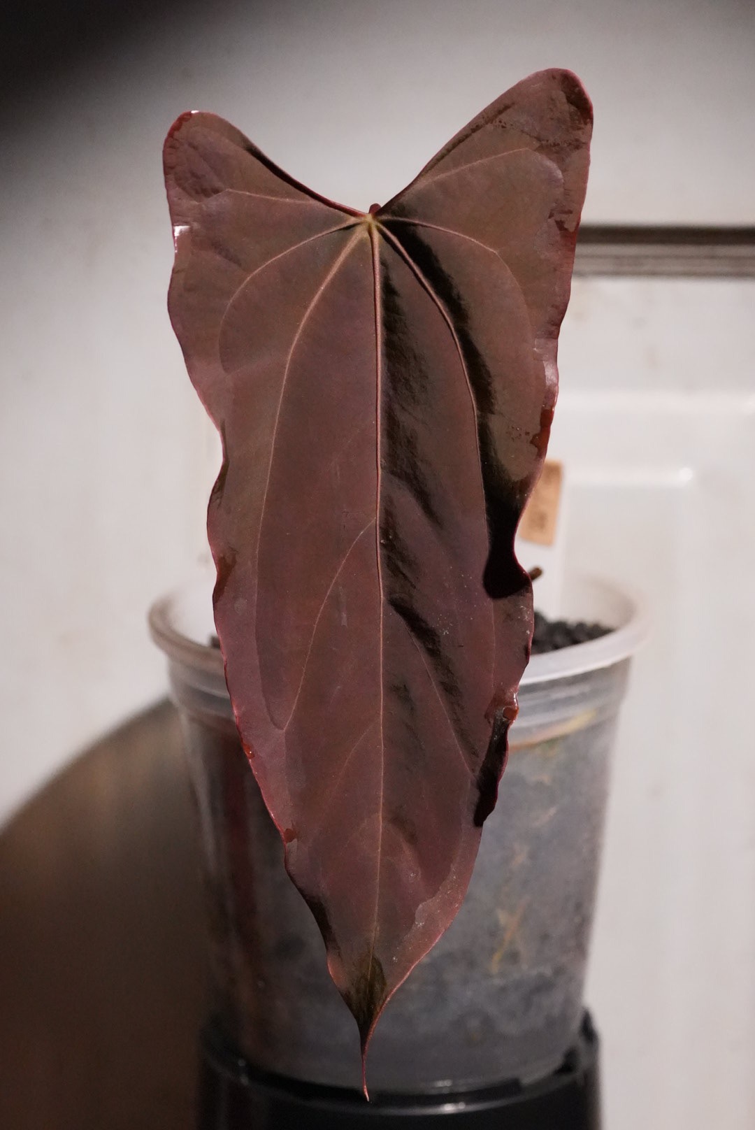 Anthurium Papillilaminum x NSE Portillae – TheVelvetGarden