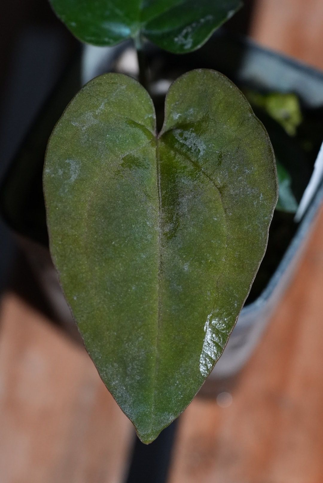 Anthurium AOS dark form Tezula x Antolakii (BVEP) – TheVelvetGarden