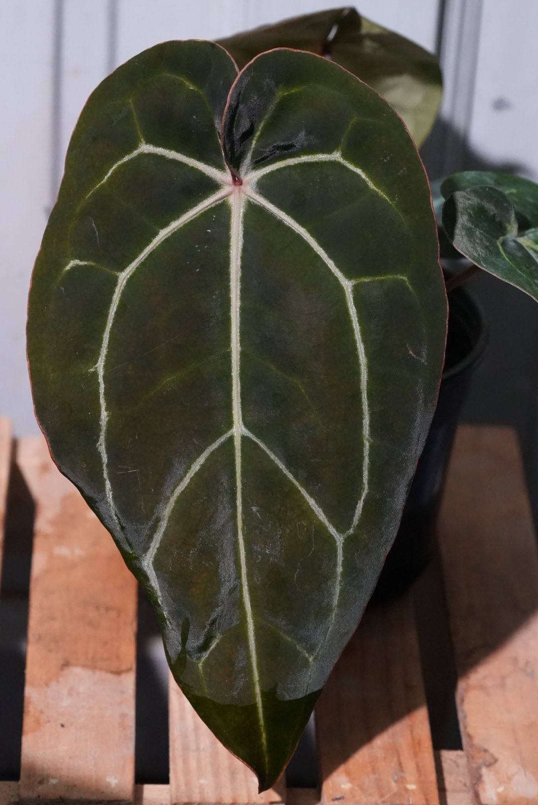 Anthhurium Carla Blackiae x Red Crystal D.Block F2 – TheVelvetGarden