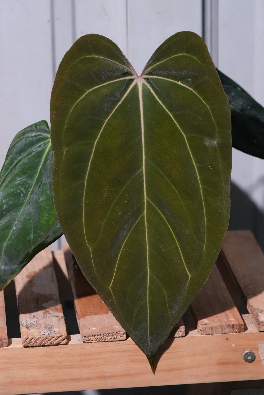 Anthurium Carla Blackiae RA4 x Portillae – TheVelvetGarden