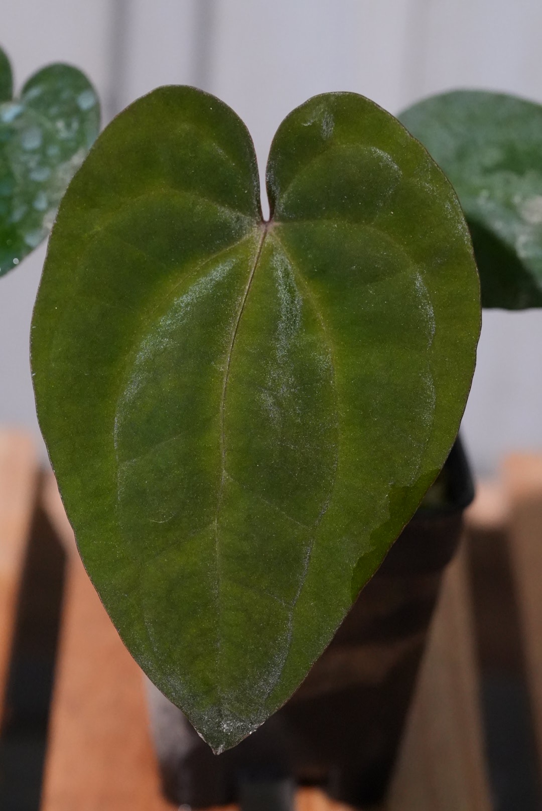 Anthurium AOS dark form Tezula x Antolakii (BVEP) – TheVelvetGarden