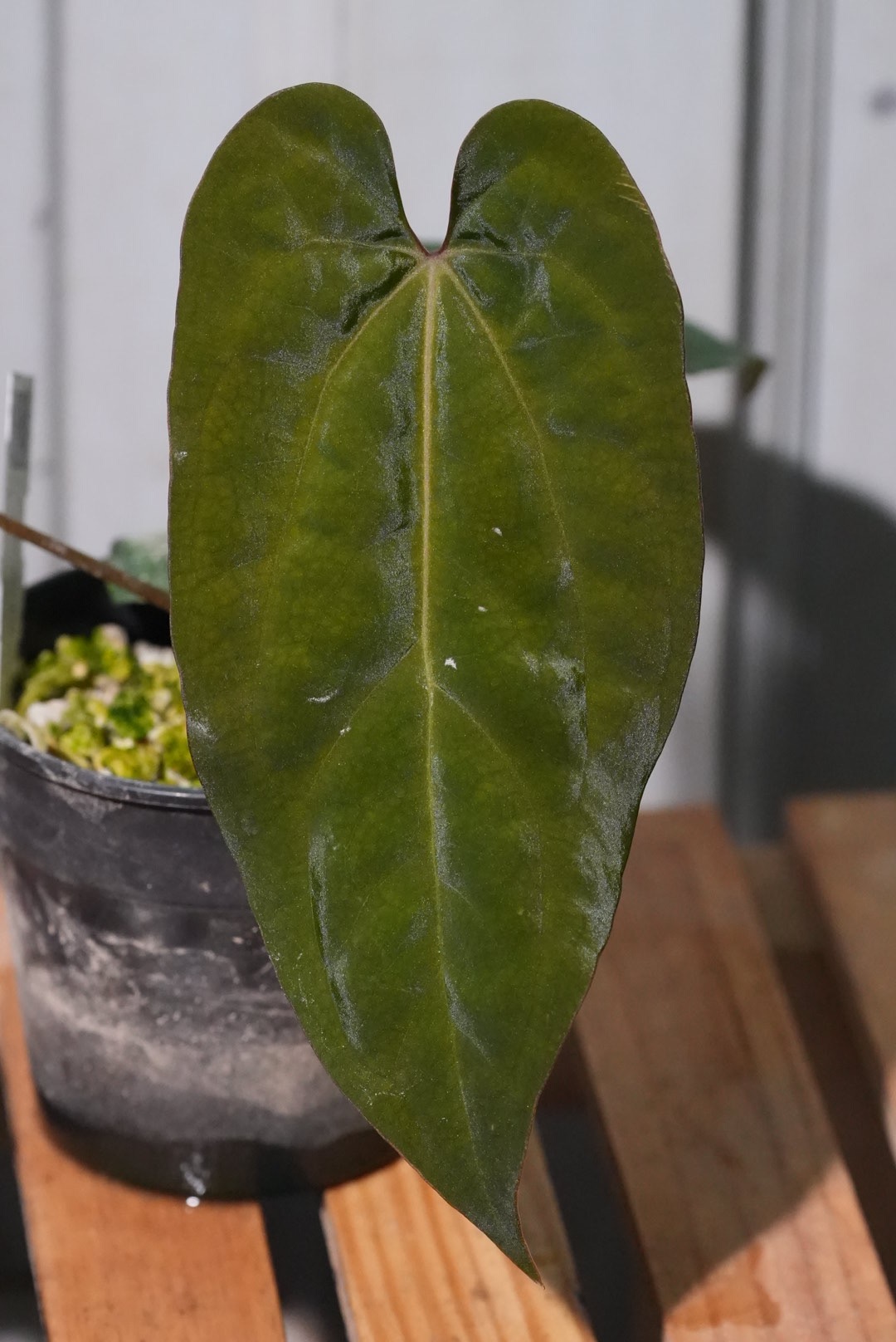 Anthurium AOS dark form Tezula x Antolakii (BVEP) – TheVelvetGarden