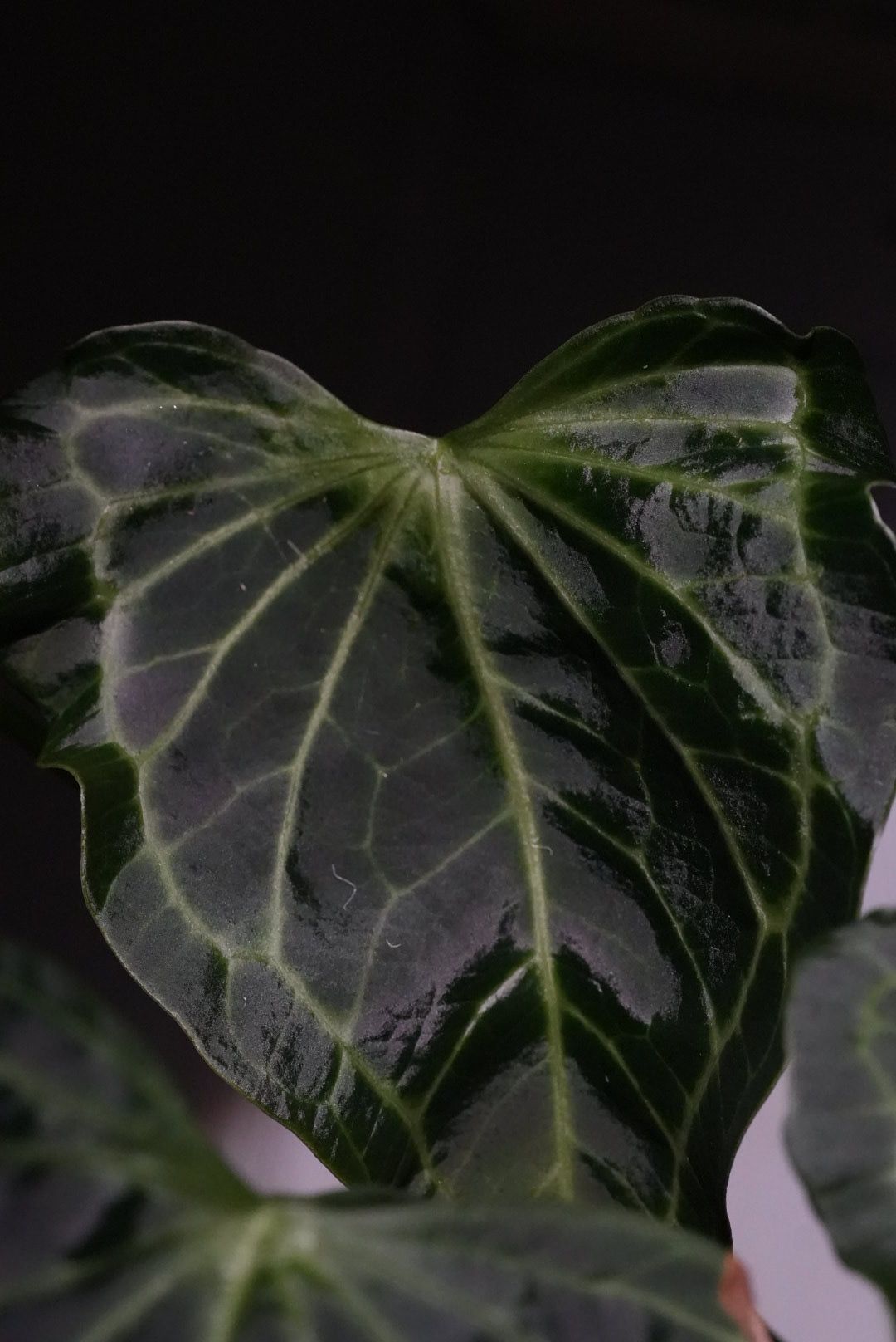 Anthurium Delta Force – TheVelvetGarden