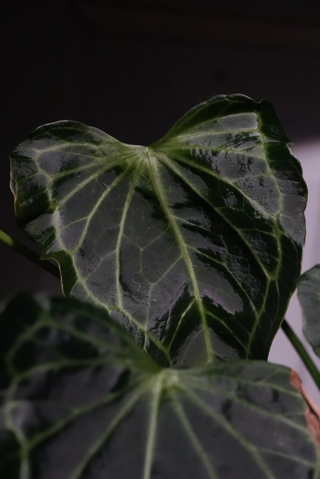 Anthurium Delta Force – TheVelvetGarden