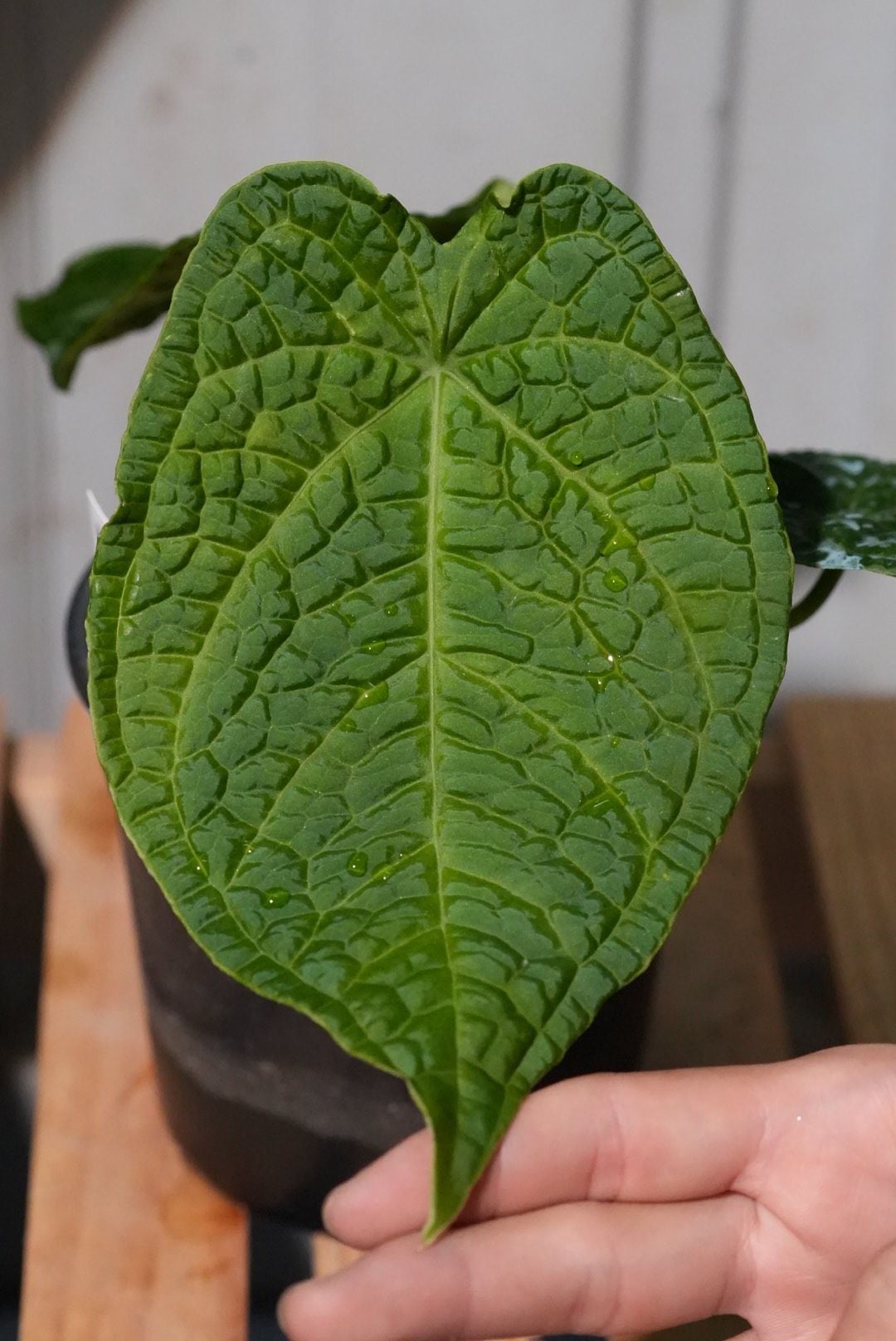 Anthurium Splendidum x Forgetii – TheVelvetGarden