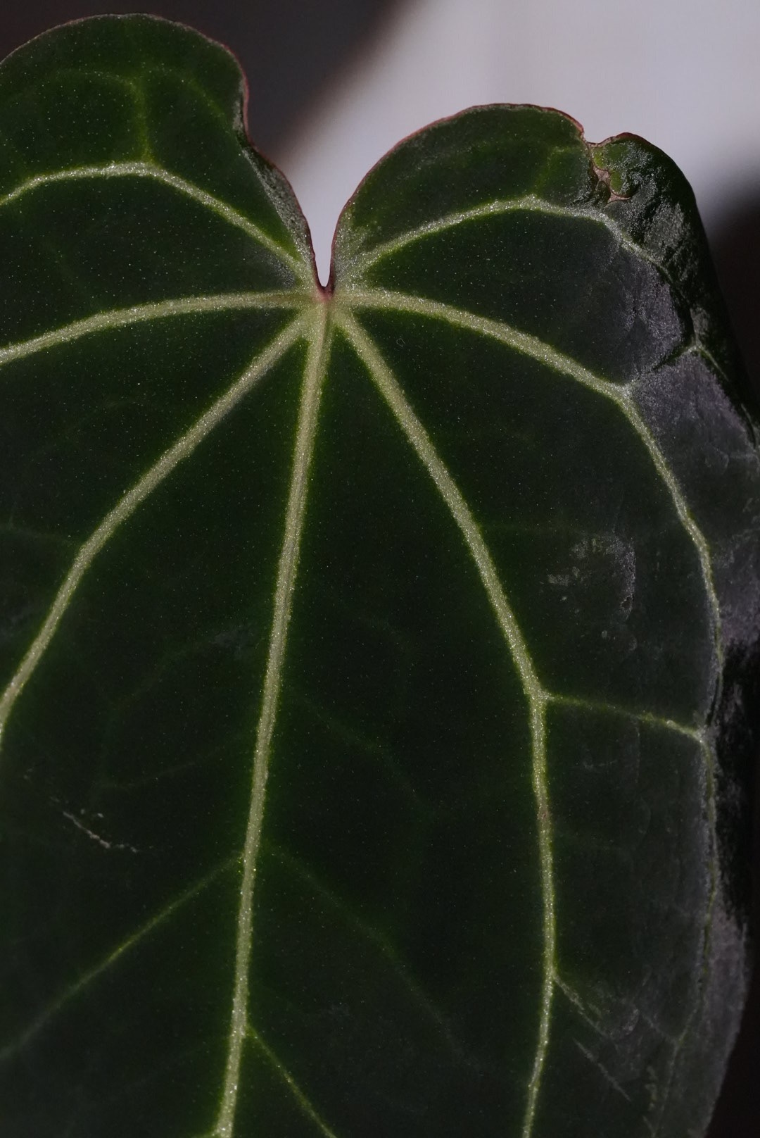Anthurium 'Black Widow' – TheVelvetGarden
