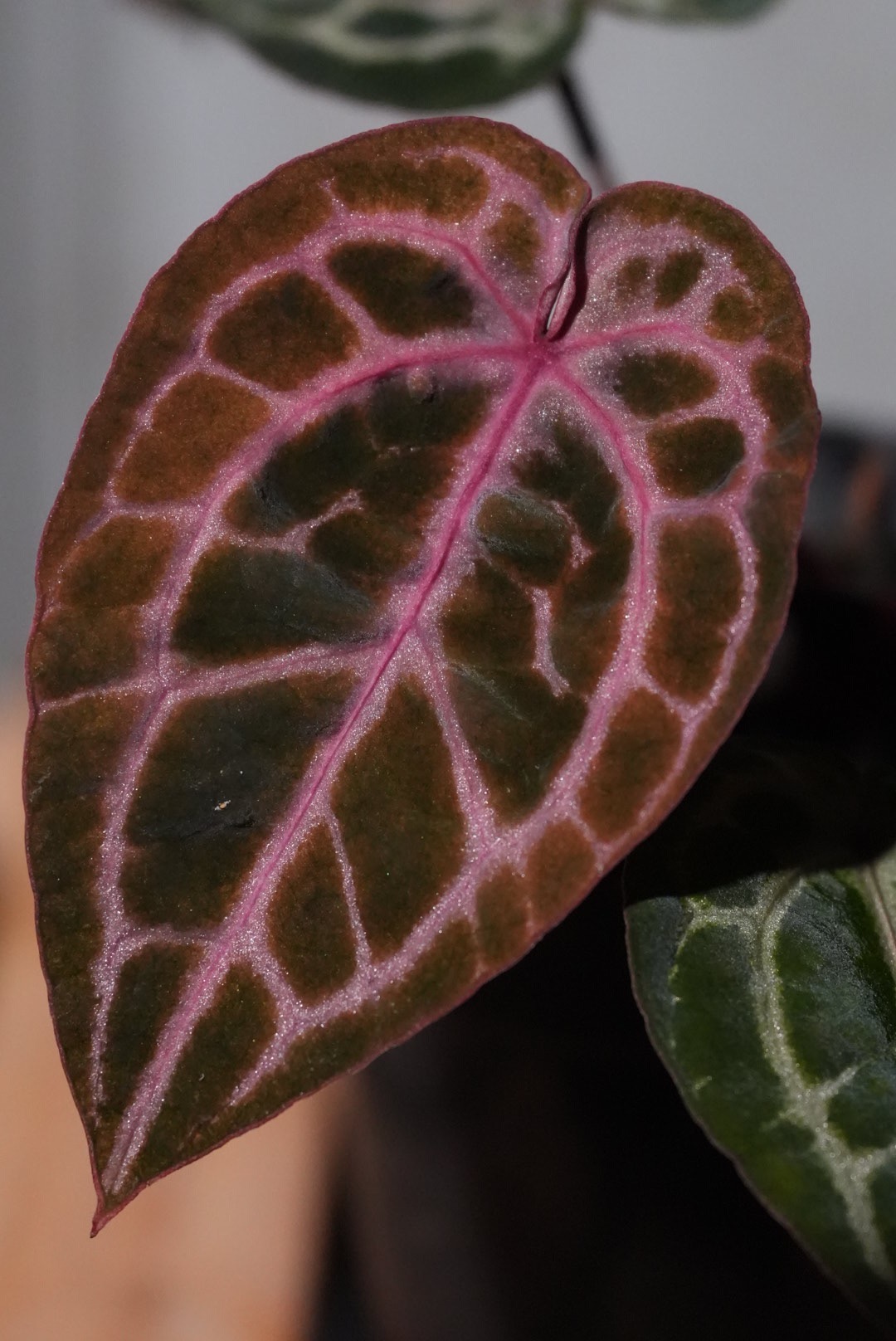Anthurium Red Crystallinum Doc Block 'Magenta' – TheVelvetGarden