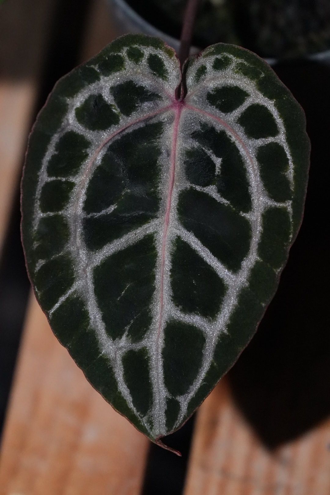 Anthurium Red Crystallinum Doc Block 'Magenta' – TheVelvetGarden
