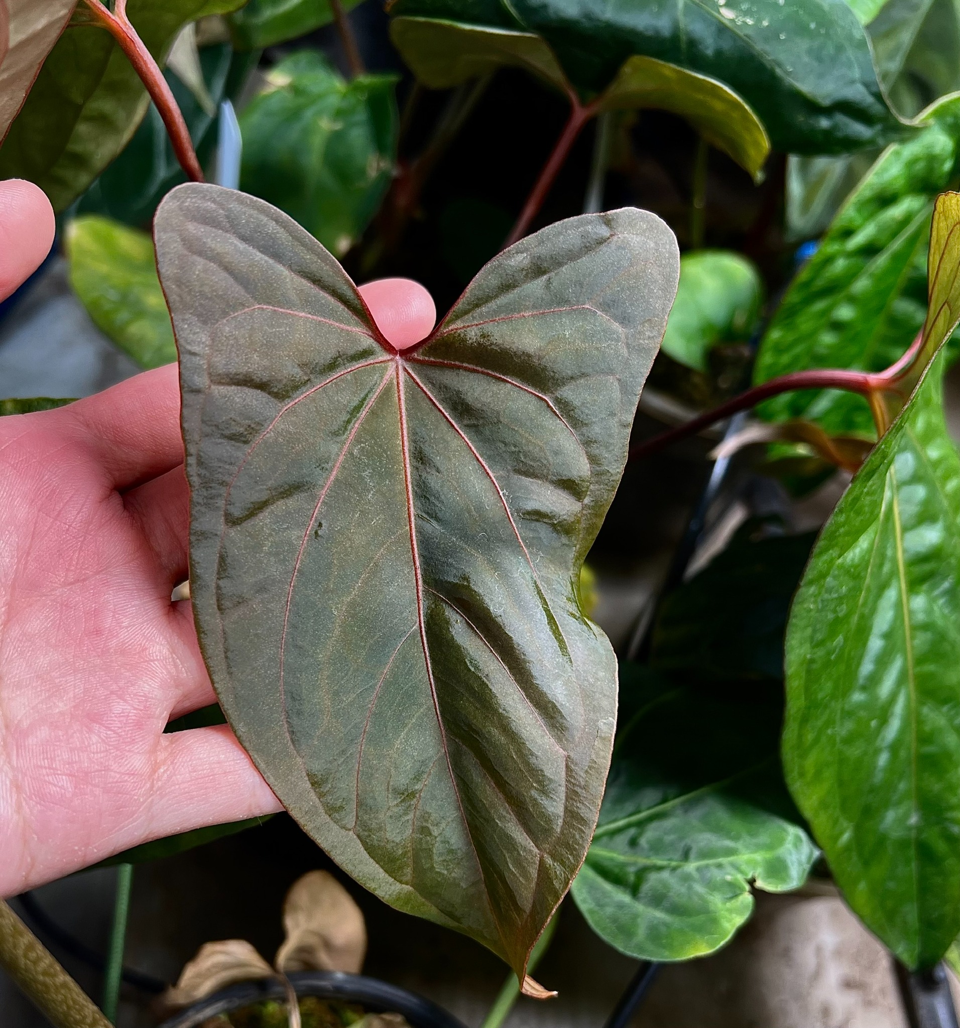 Anthurium Pap Fort Sherman Indo x Sp Black Indo – TheVelvetGarden
